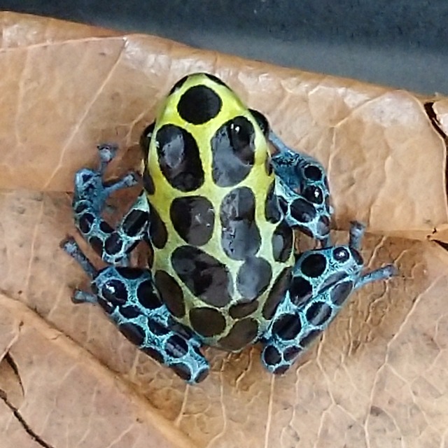 バリアビリス ヤドクガエル ”サザン” Ranitomeya variabilis "Southern" | Amazonarium