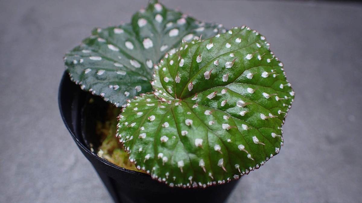 Begonia ocellata 1株 | 熱帯植物 水草
