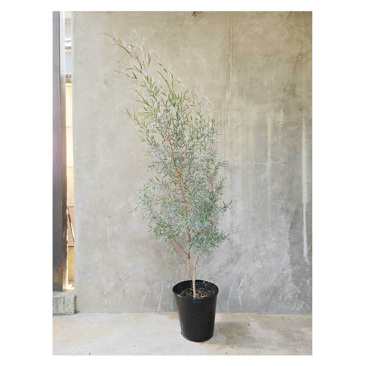 Silver tea tree | Seeding