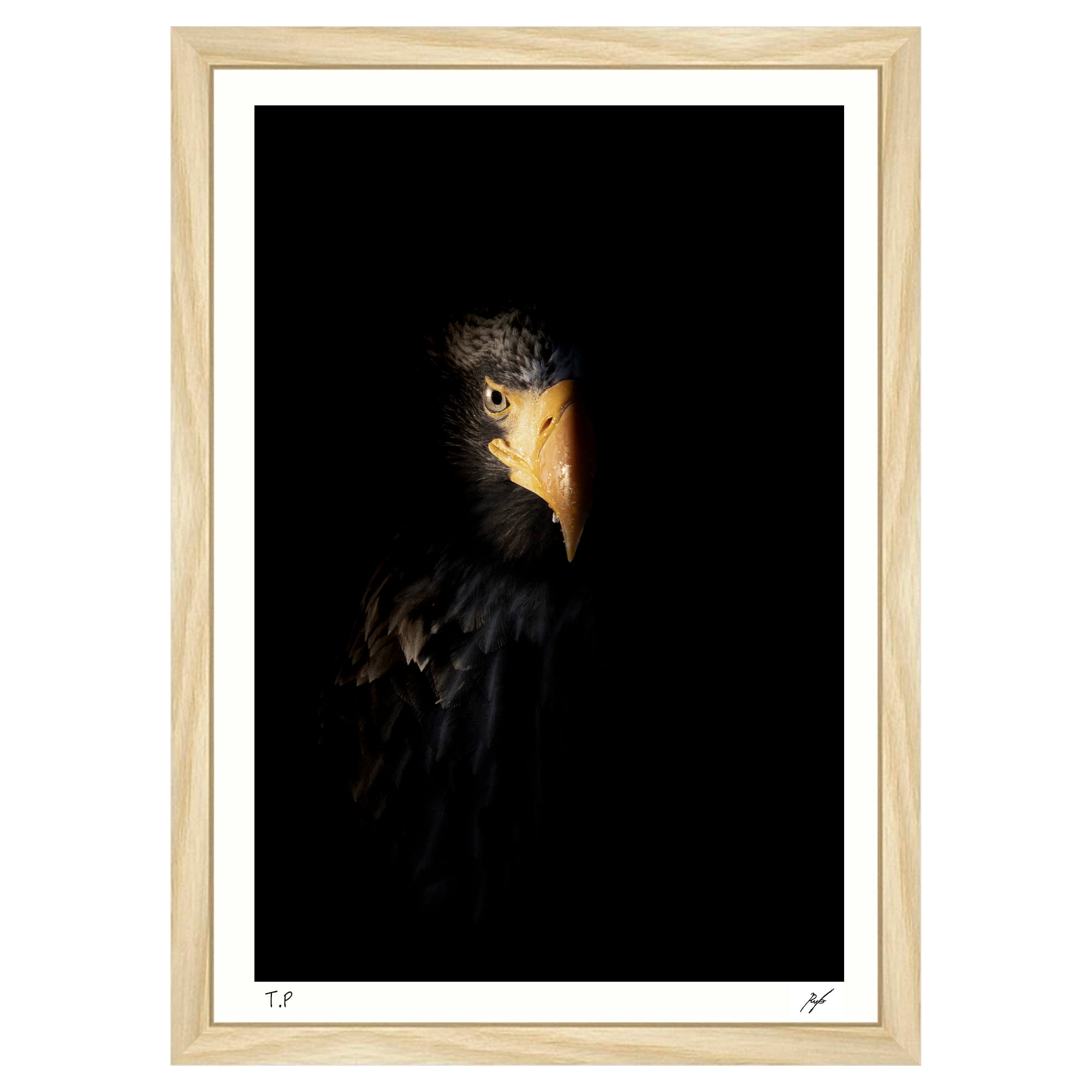 Gaze Model:Steller's sea eagle 2023 | Pay ID