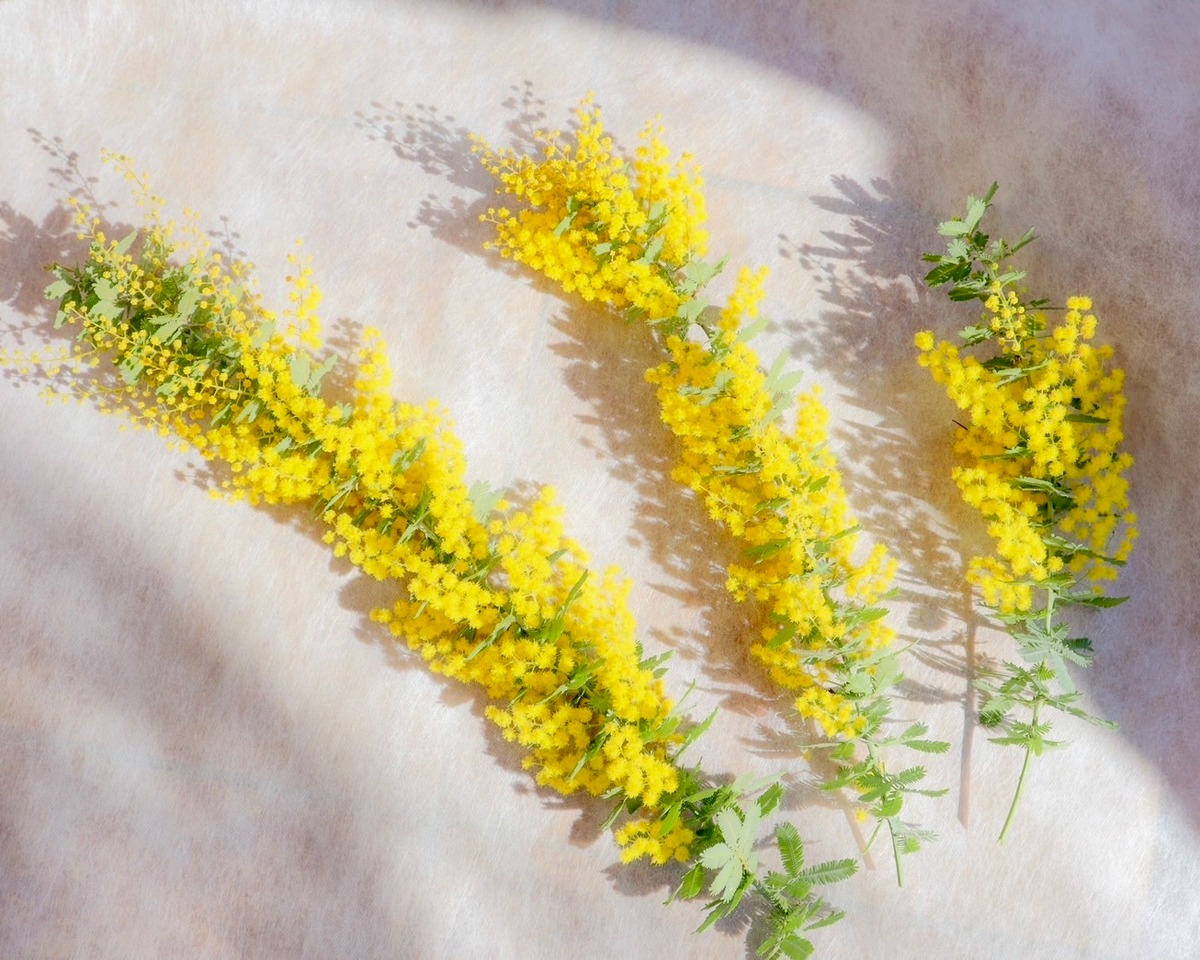 ミモザお裾分け便 Mサイズ | SOBANI