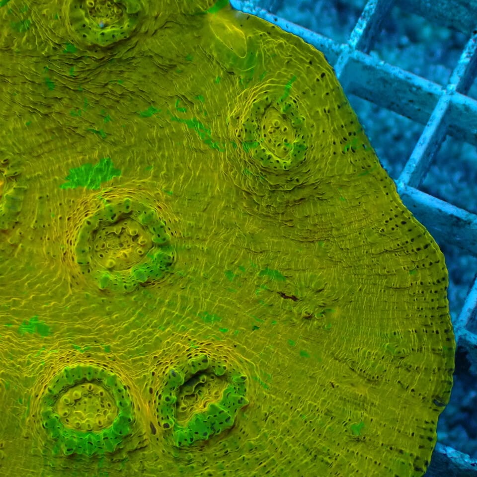 c210 キッカサンゴ Gold Chalice オーストラリア産 | HOUSE REEF(ハウスリーフ)サンゴ・海水魚・海藻・通販・大阪・関西