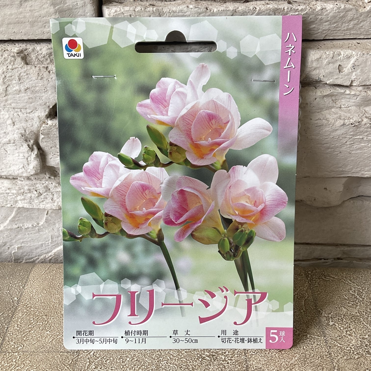 【球根】フリージア 選べる♪14種類 | 橋本種苗園