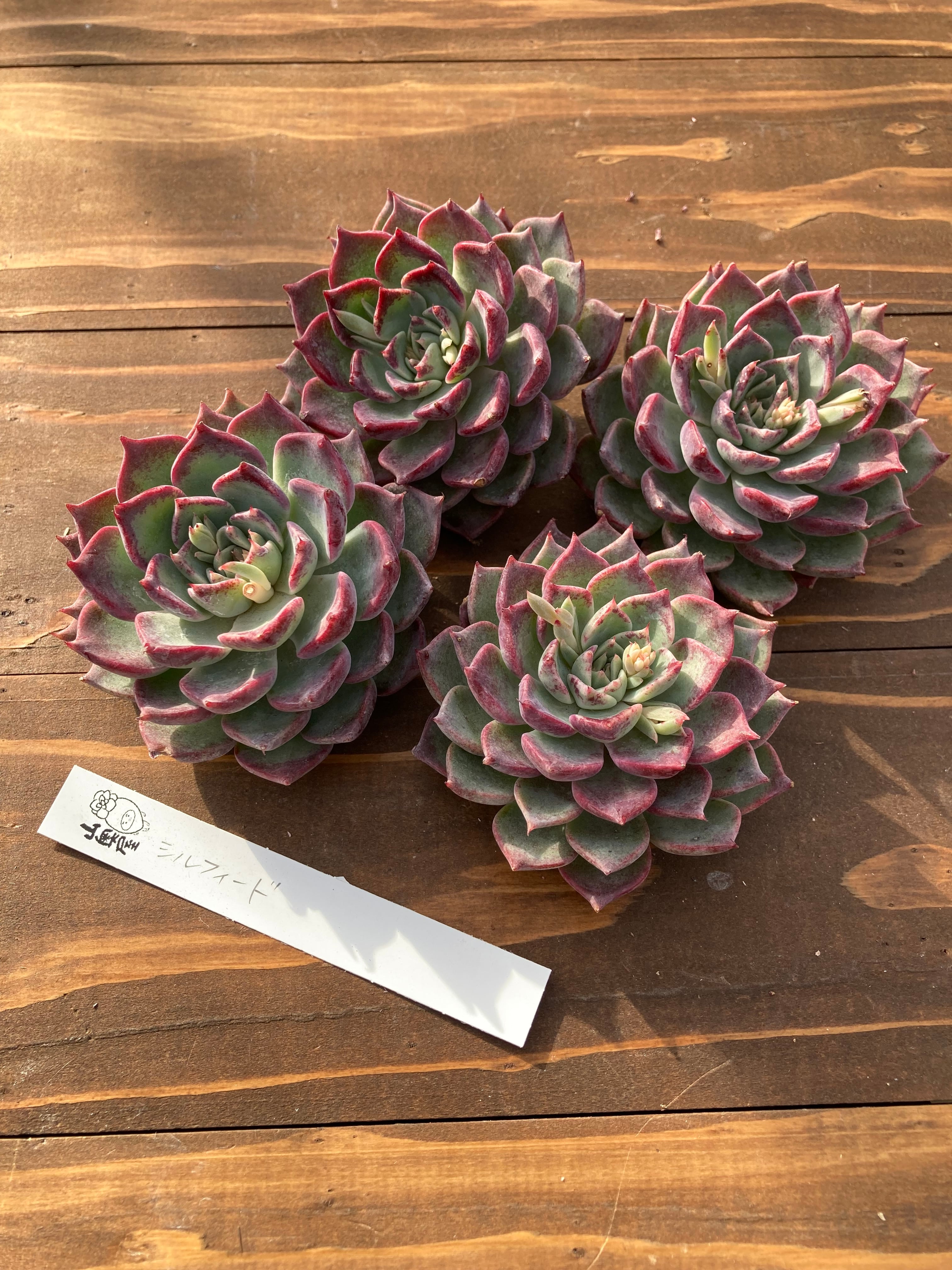 シルフィード | 山奥屋の多肉