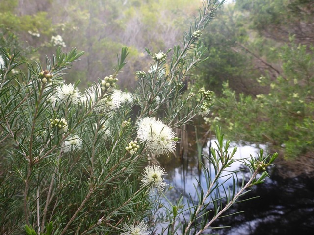 ロザリナ精油｜Rosalina Essential Oil (Lavender Tea Tree Essential Oil) | pln