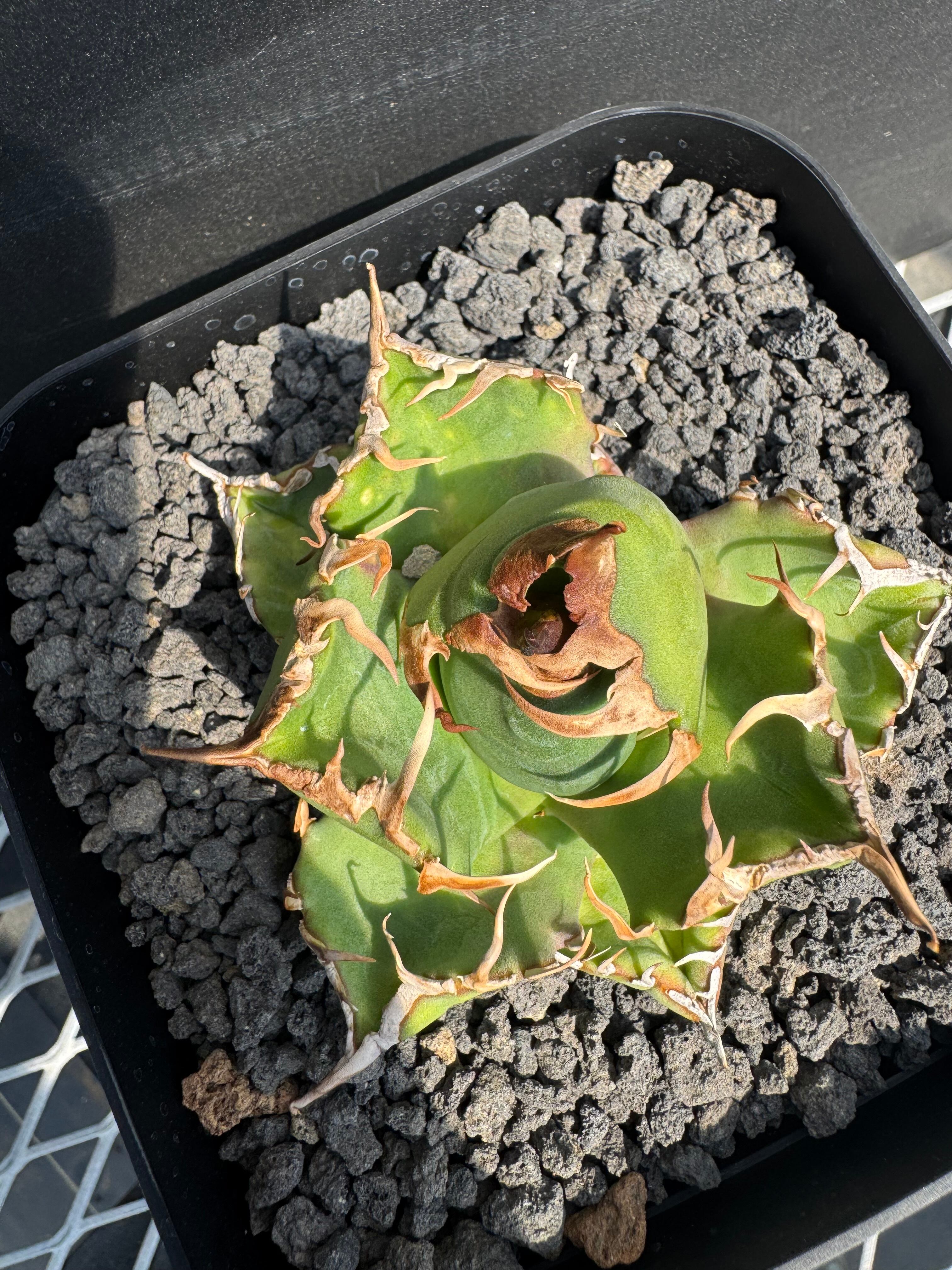 60.アガベ オテロイ “魔丸” Agave oteroi “magan” | T Plants Labo