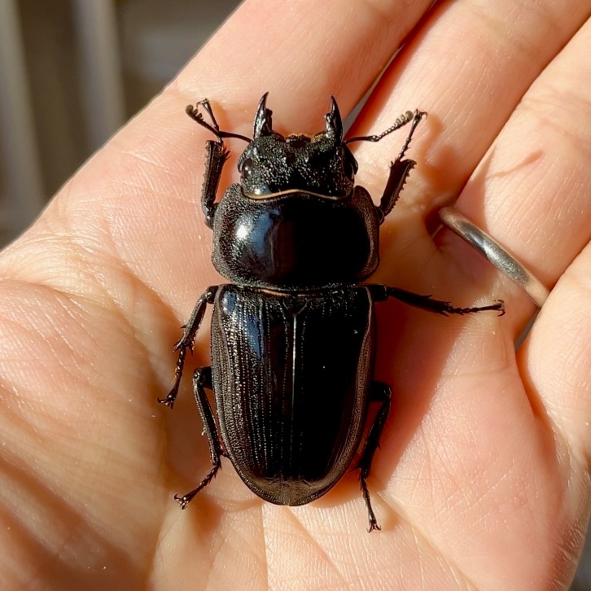 ♀50.2mm 強制早期羽化『SR2406-19』能勢SR血統 国産オオクワガタ | AKIKAZE SHOP