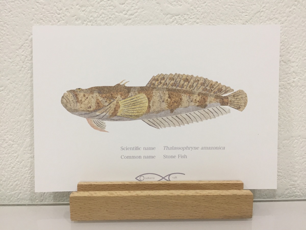 Thalassophryne amazonica(Stone Fish) Drawing Postcard | Osakanacraft
