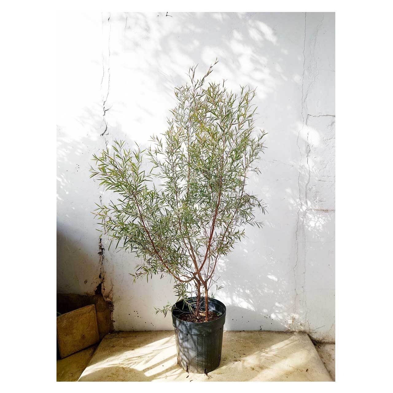 Silver tea tree | Seeding