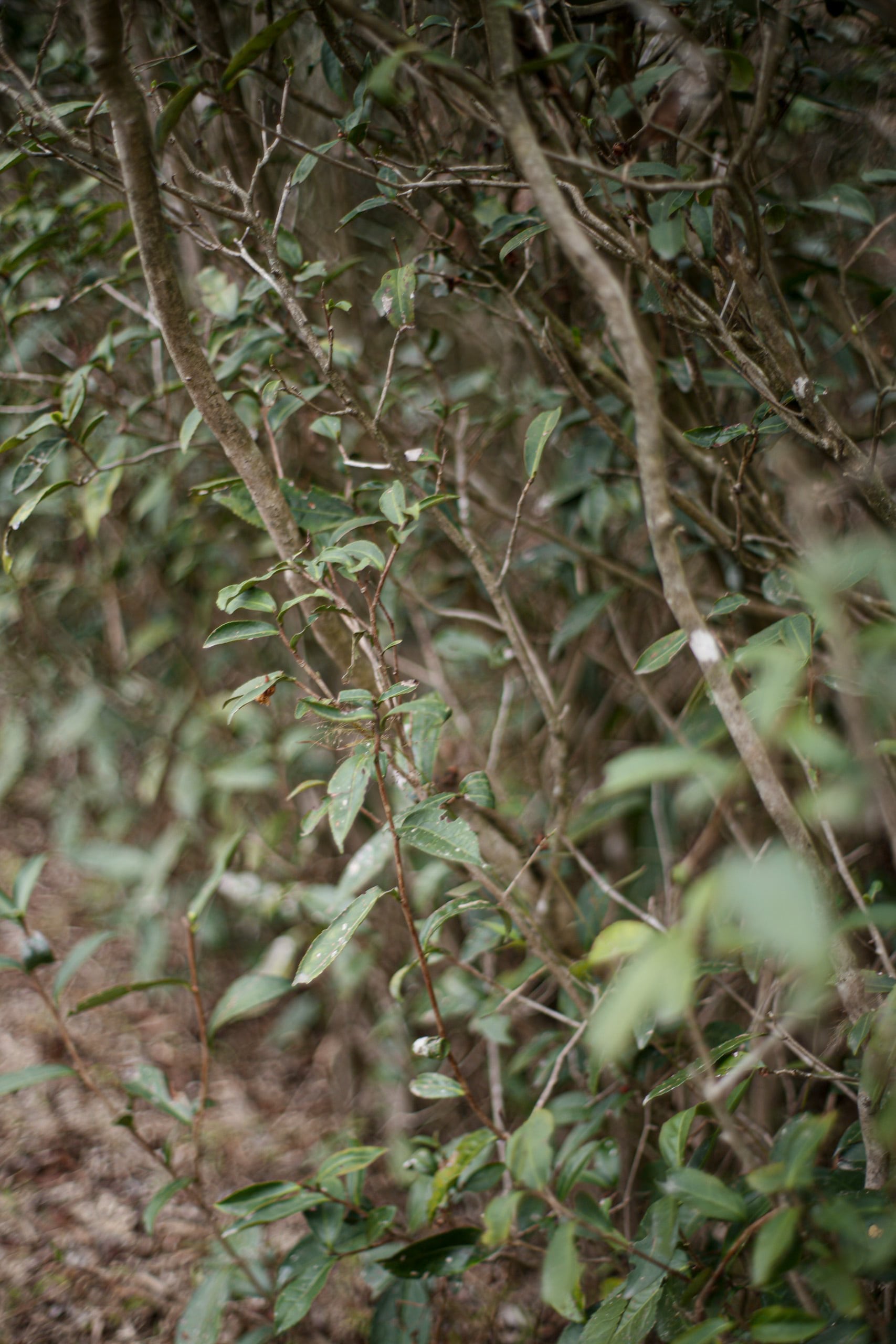 野放老樹色種(2024年・福建安溪林口村) 50g | 北白川糕糰店