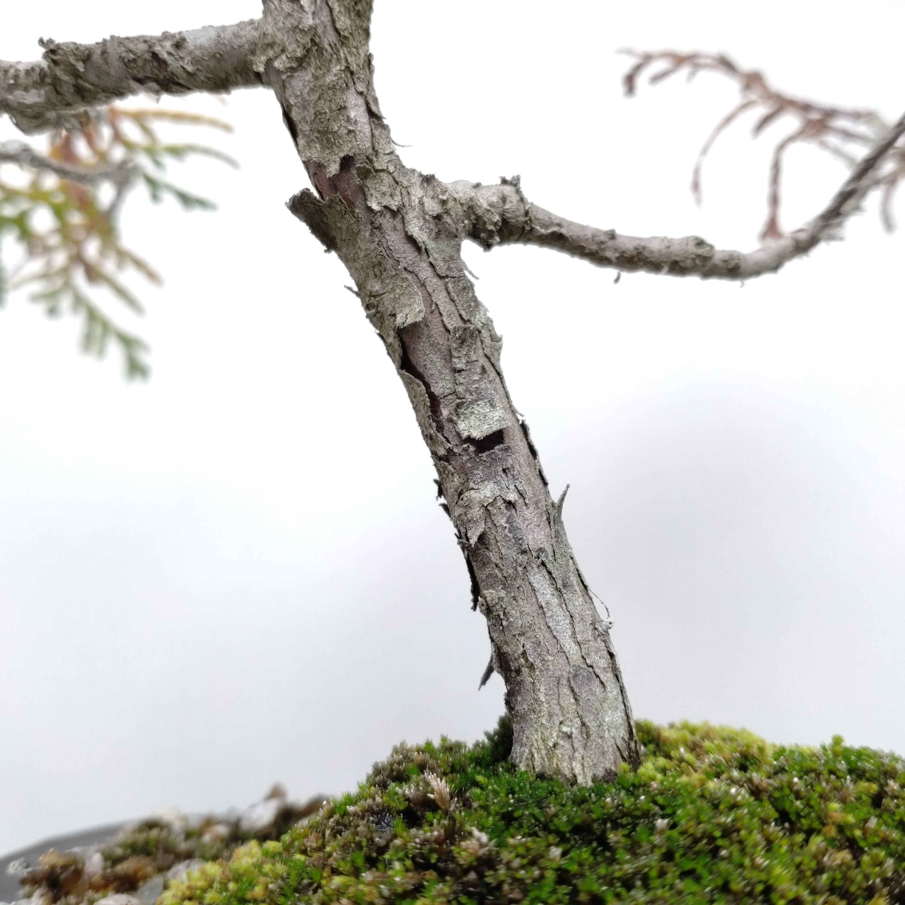 檜（ヒノキ）盆栽 S007 | 盆栽創【Bonsaisou】