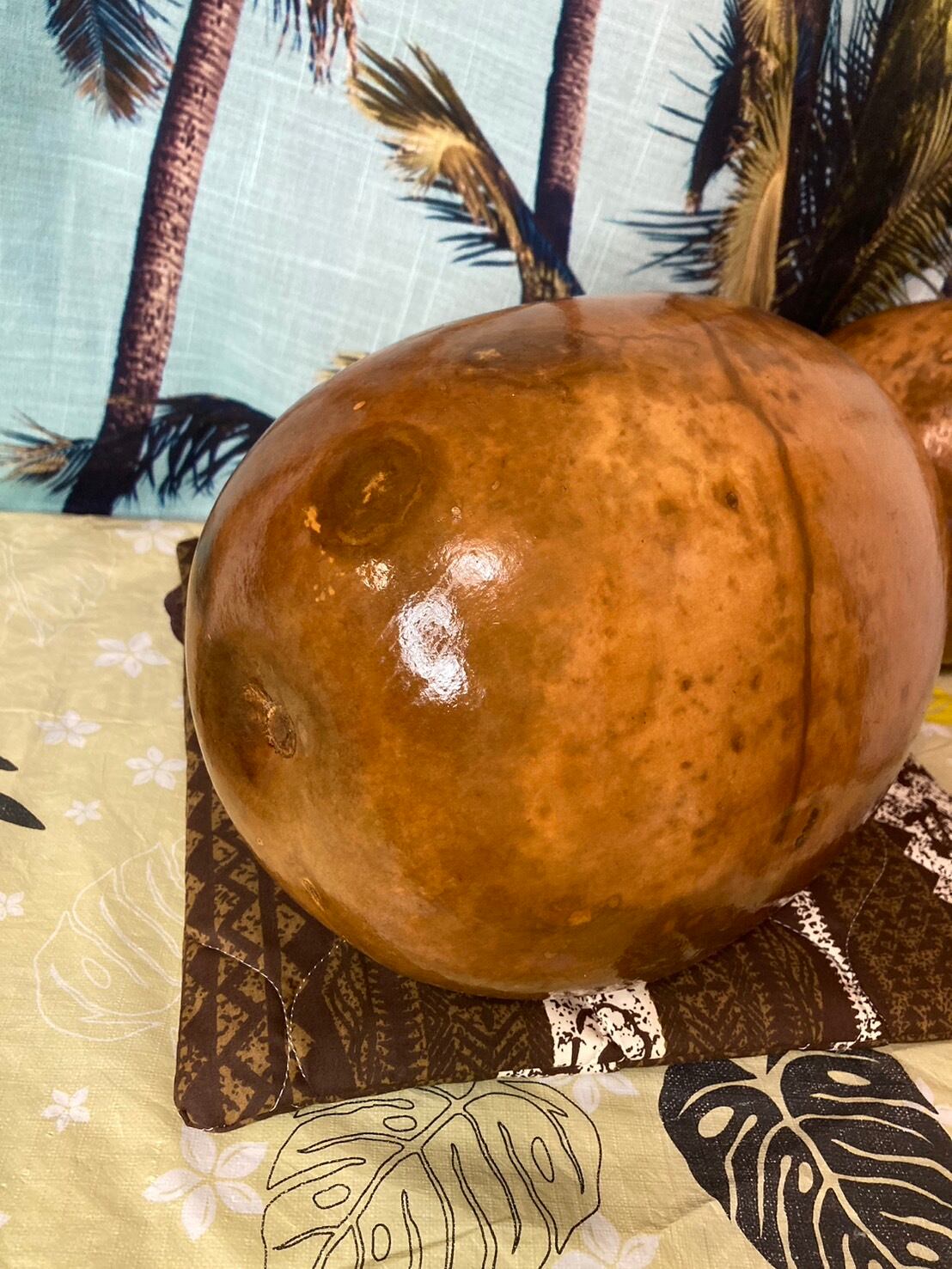 50cm イプヘケ | イプヘケ専門店 MOANA