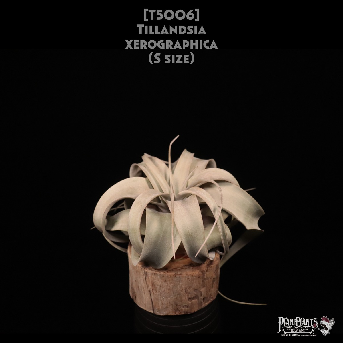 【送料無料】xerographica S〔エアプランツ〕現品発送T5006 | plane plants