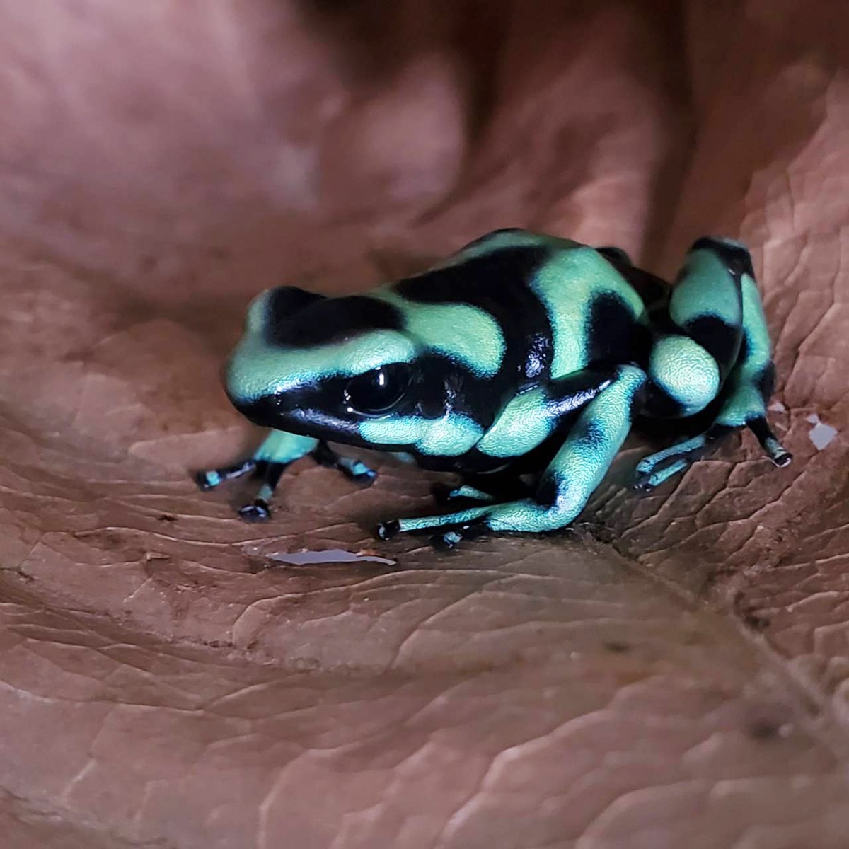 マダラ ヤドクガエル "コスタリカ・グリーン＆ブラック" Dendrobates auratus "Costa RIcan Green ...