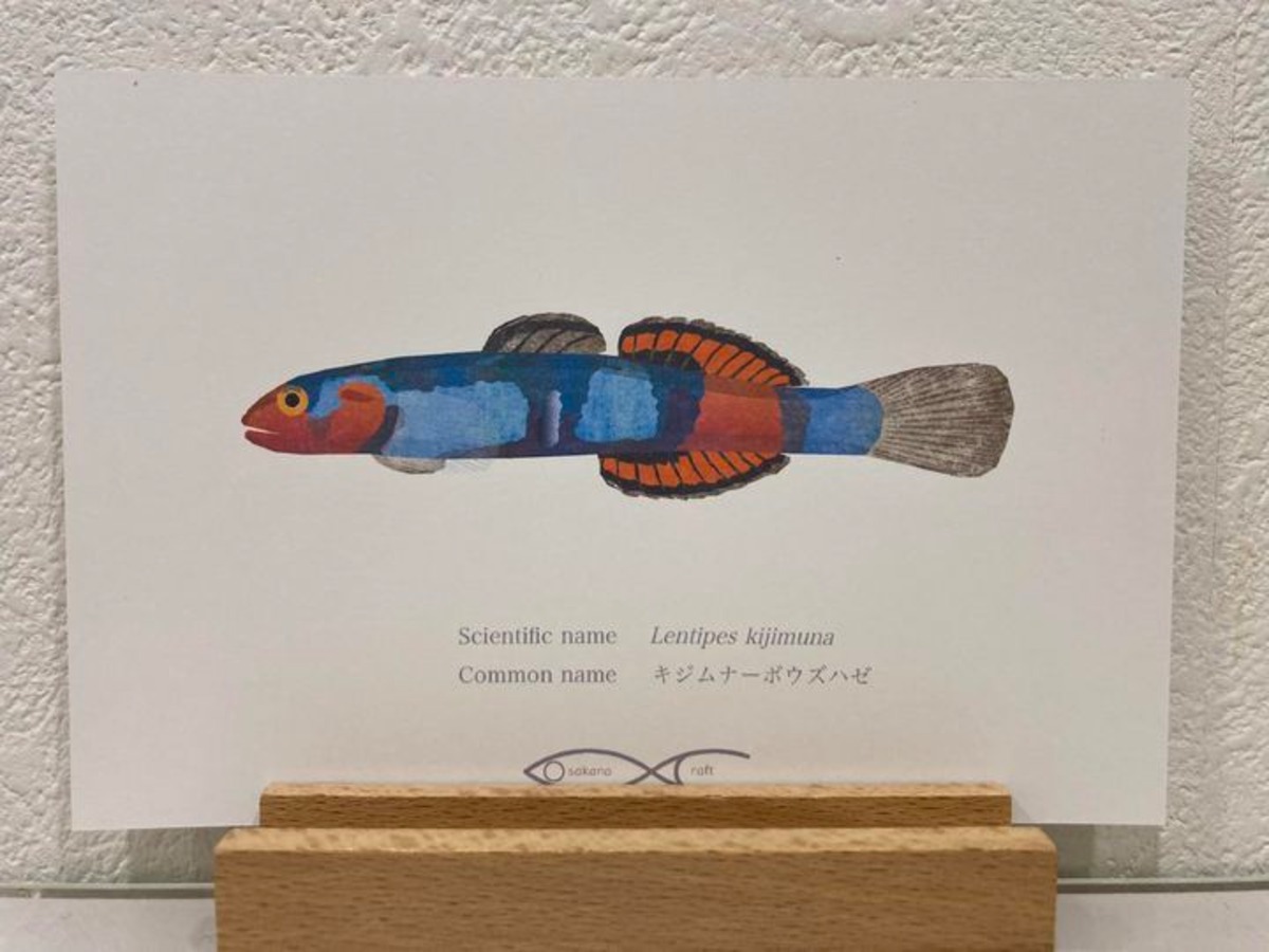 Lentipes kijimuna(キシ?ムナーホ?ウス?ハセ?) Drawing Postcard | Osakanacraft