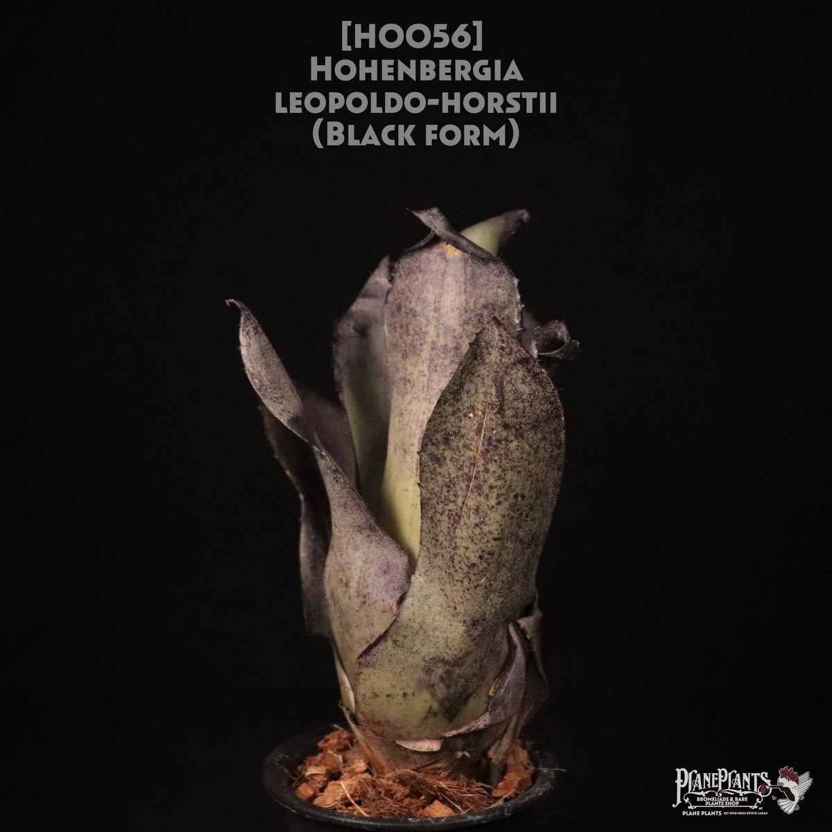 【送料無料】 Hohenbergia leopoldo-horstii Black form 〔ホヘンベルギア〕現品発送H0056 ...