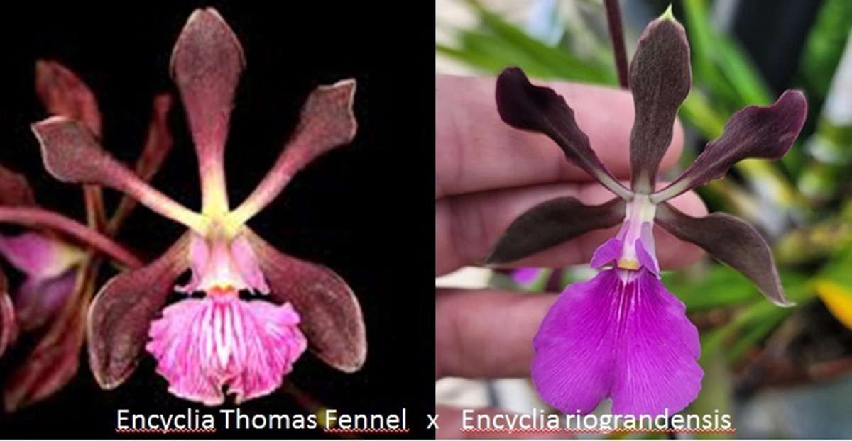 Encyclia (Thomas Fennel x riograndensis) | mytorchid