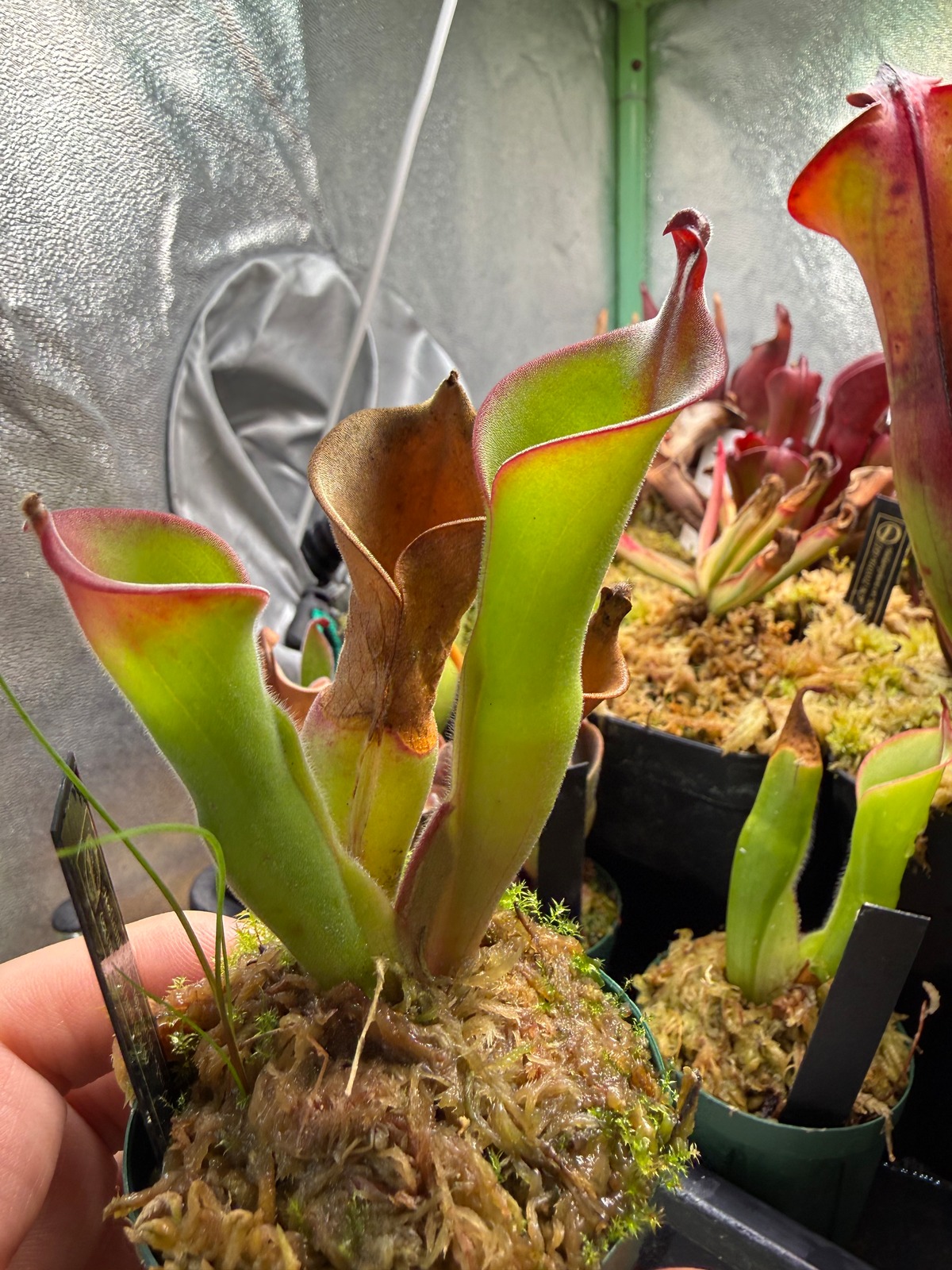 Heliamphora uncinata ×parva (extremely hairy)AW | Dmix Plants