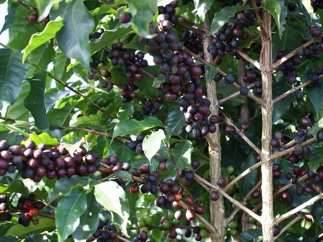 BRAZIL・Dried on tree・Tomio Fukuda ／ブラジル・ドライオンツリー・フクダ トミオ 200g ...