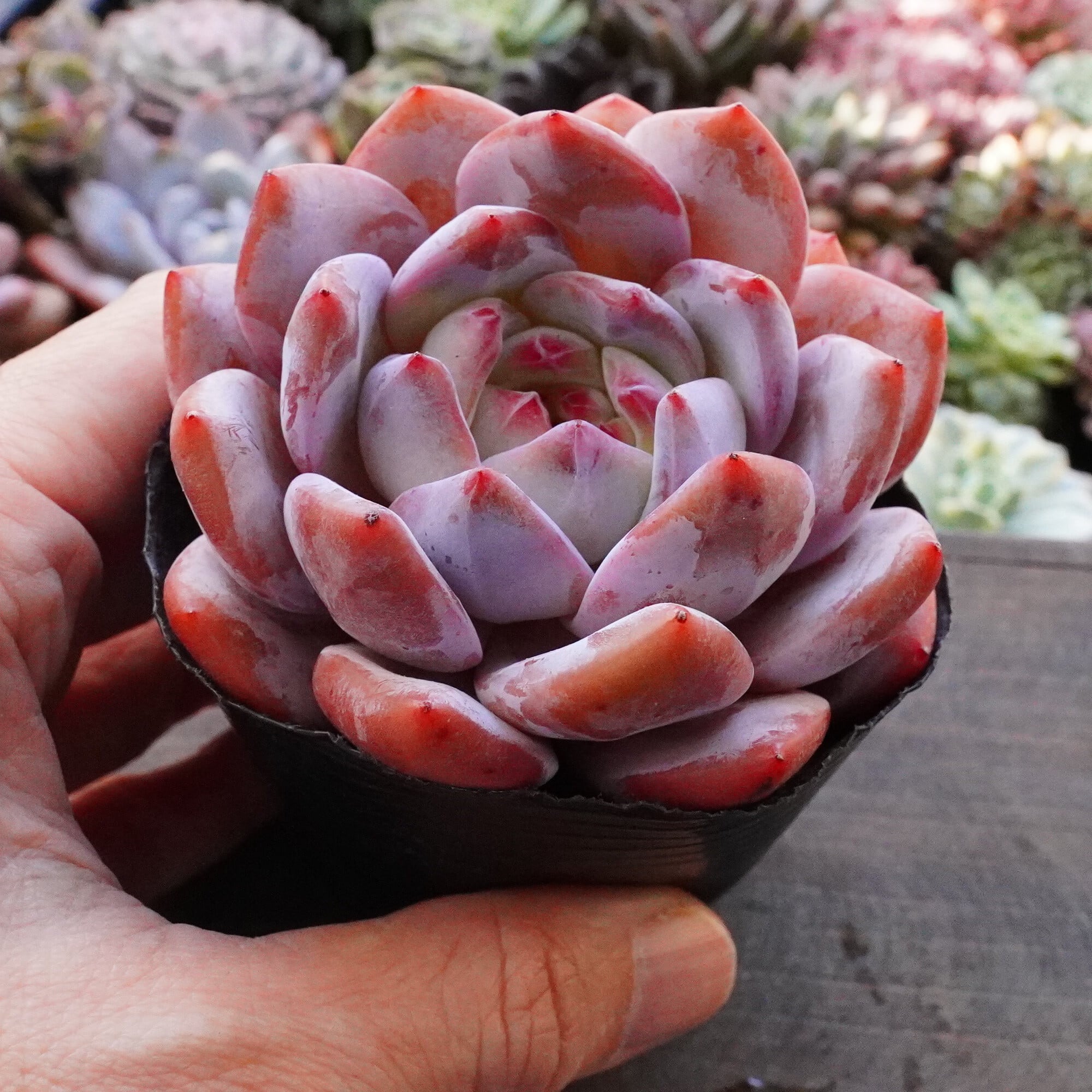 【オレンジモンロー 】エケベリア 韓国多肉 オレンジピンクに色づく | E-TANIKU