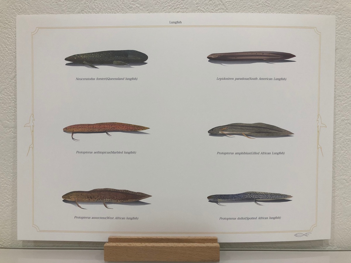 Lungfish A4 Drawing | Osakanacraft