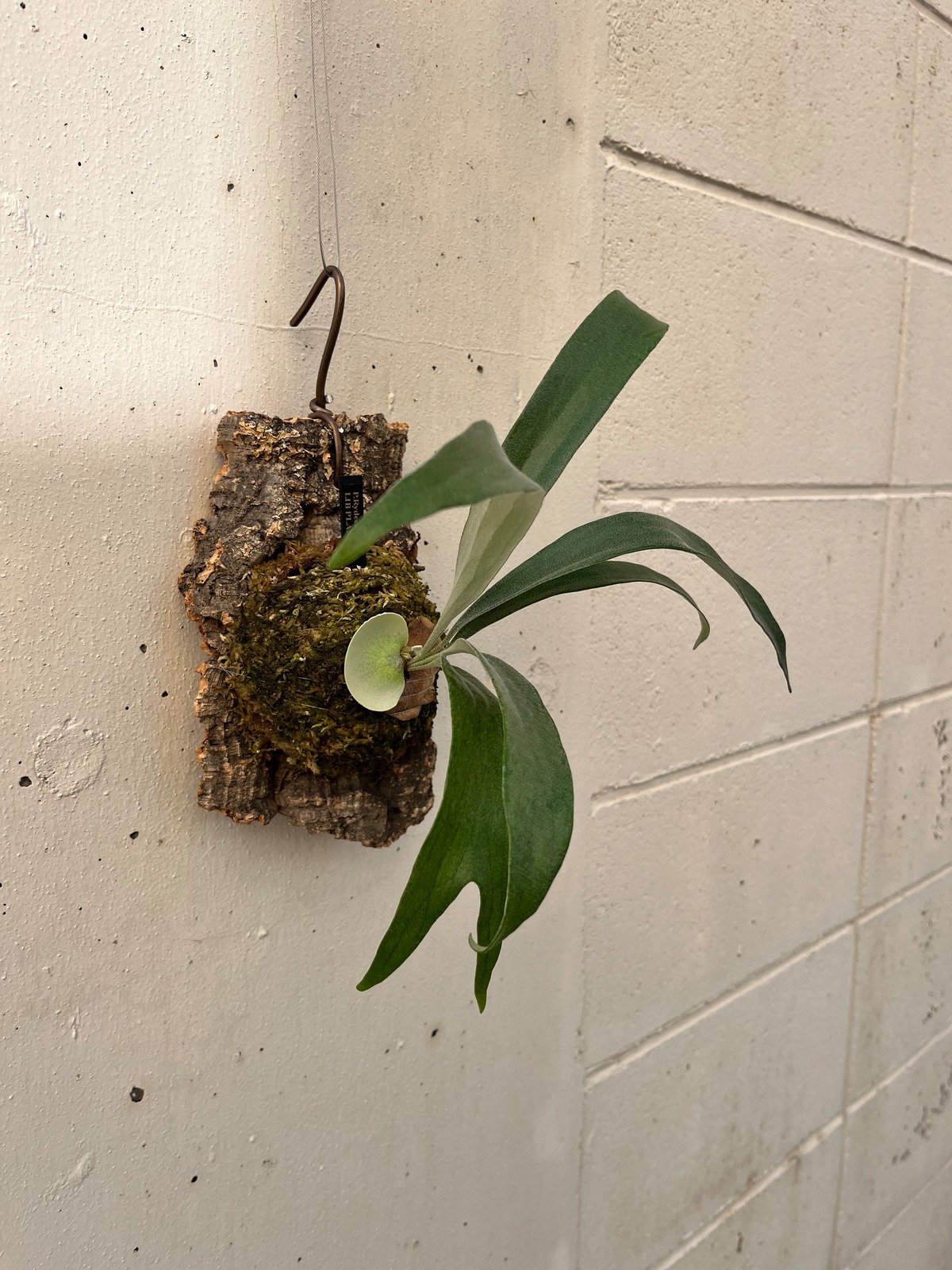 P.Rydeen | libplants