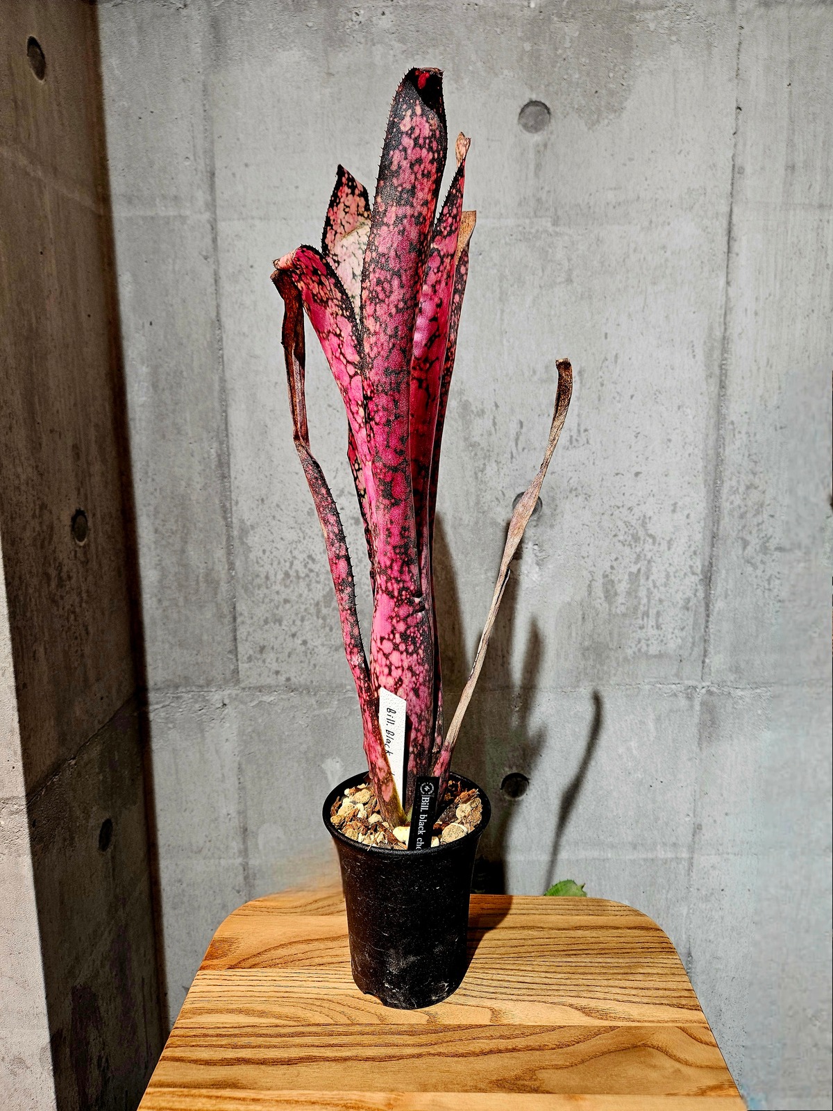Bill.Black Cherry【artPLANTs/PLANTS GARAGE】ビルベルギア/Billbergia/タンクブロメリア ...