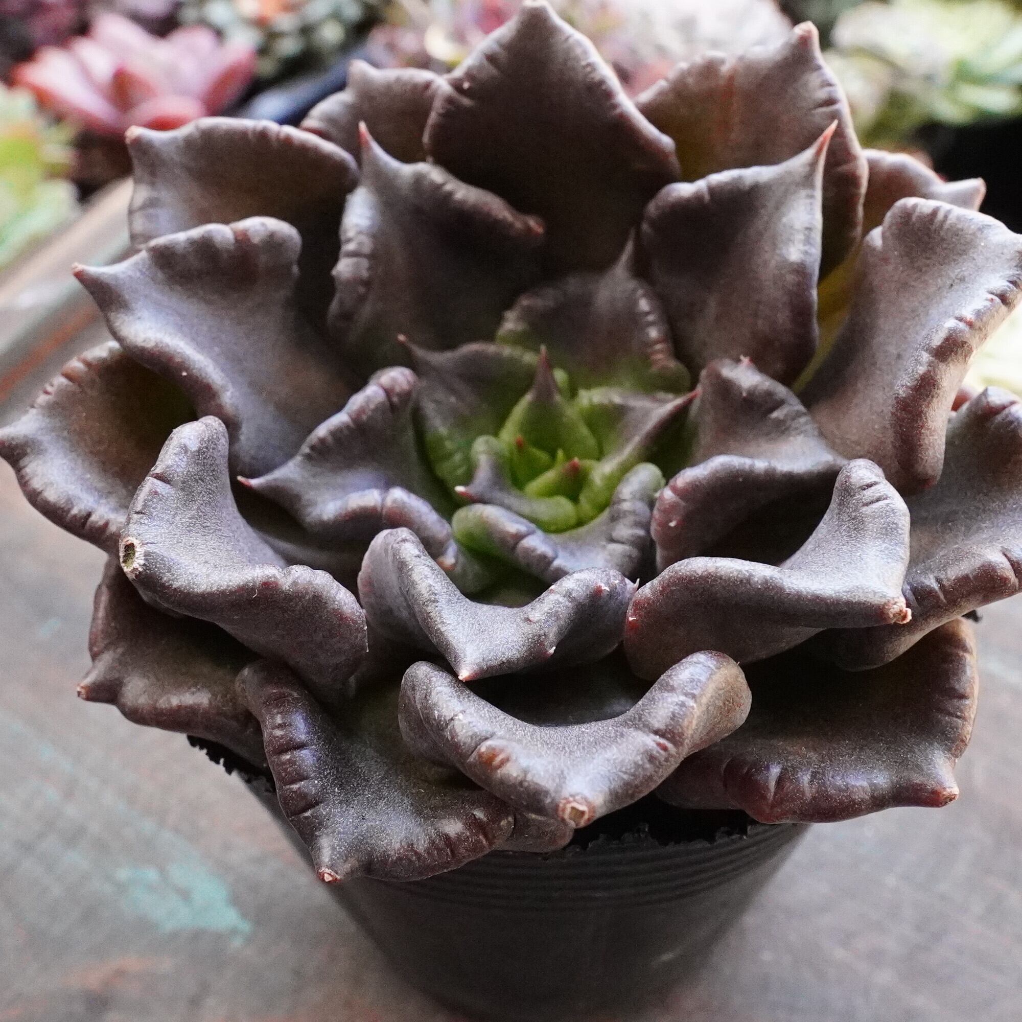 【ブラックマディバ 1 】ワイルド 黒色 人気 | E-TANIKU