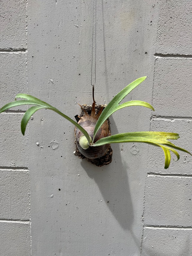 P.Rydeen | libplants