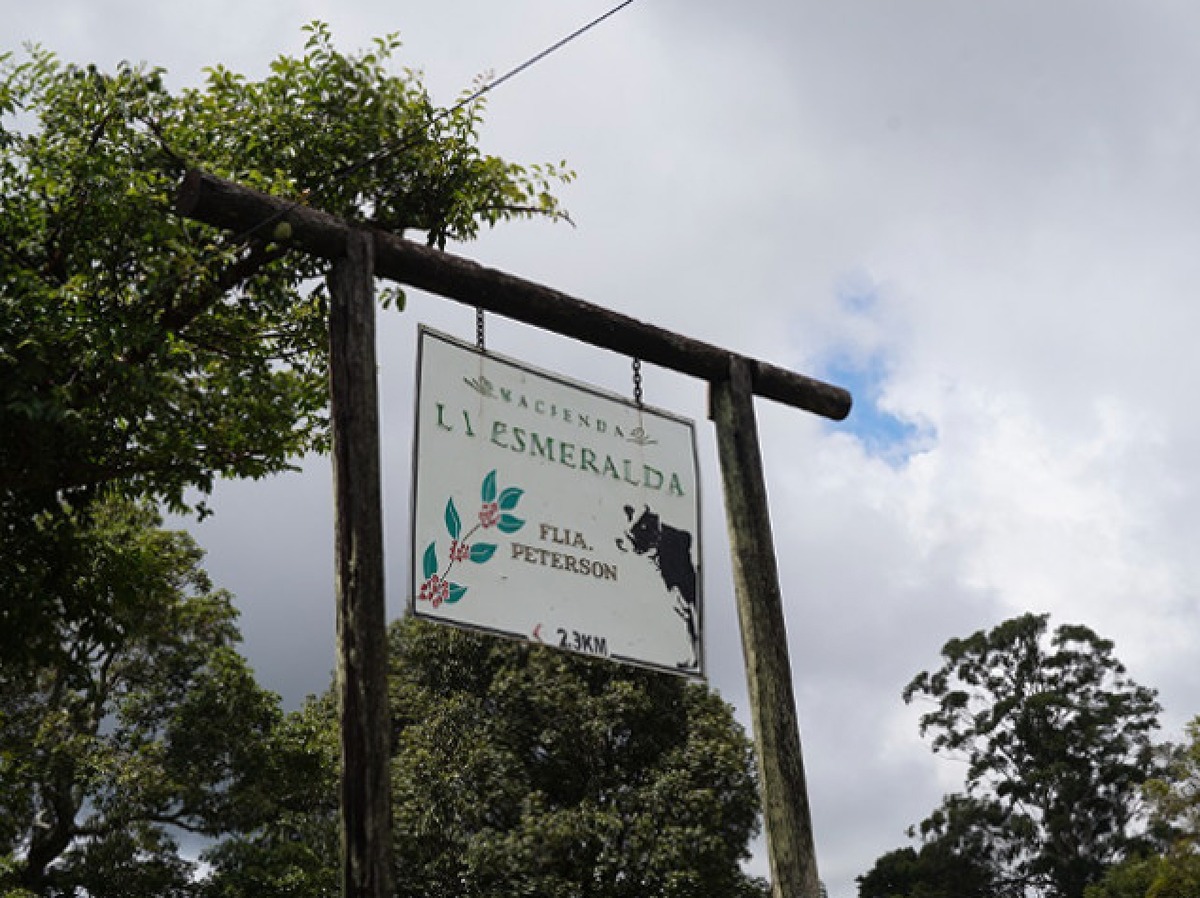 PANAMA Diamond Mountain | TIPHARETH COFFEE ROASTERY