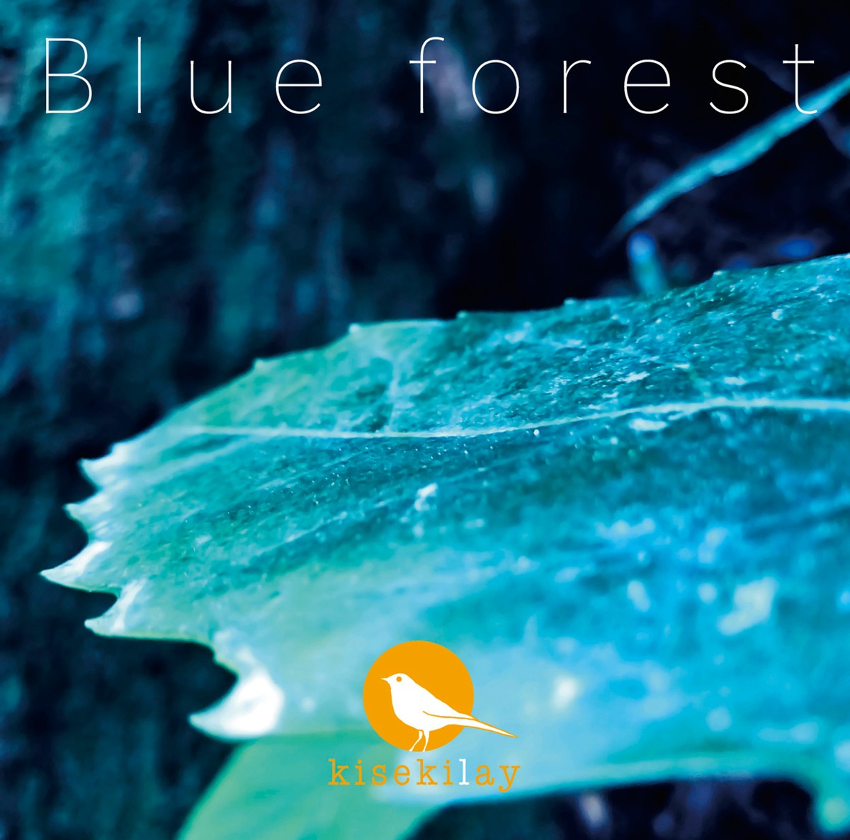 Blue forest / kisekilay | hosplug Store