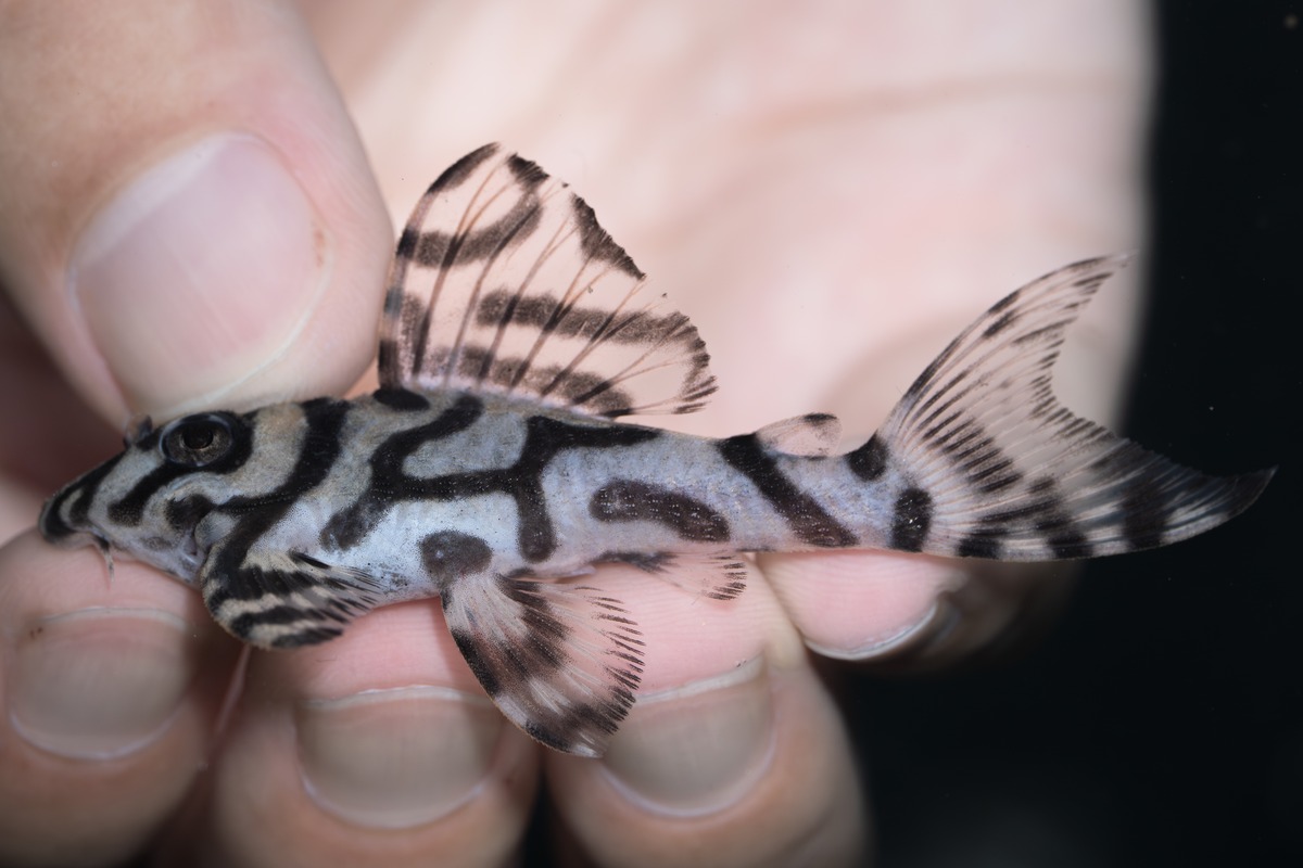 フミブリード ♂（（（おまけVer.1sp×おまけVer.5）×おまけVer.5）×（おまけVer.1sp×G-style））×♀（（（おまけVer.1sp×おまけVer.5）×おまけVer ...