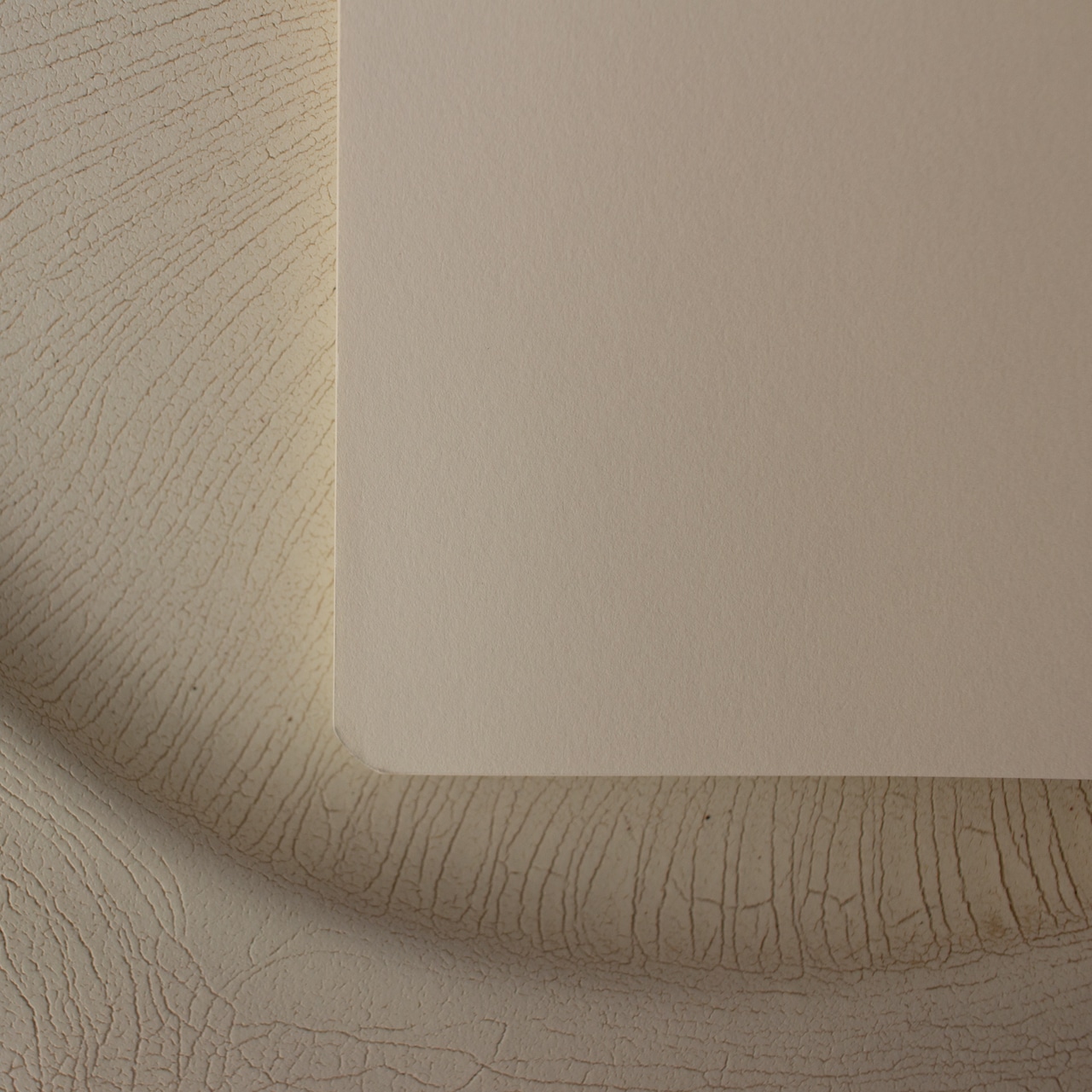 水縞 しっぽノート 蝶 | LETTER STAND lolo