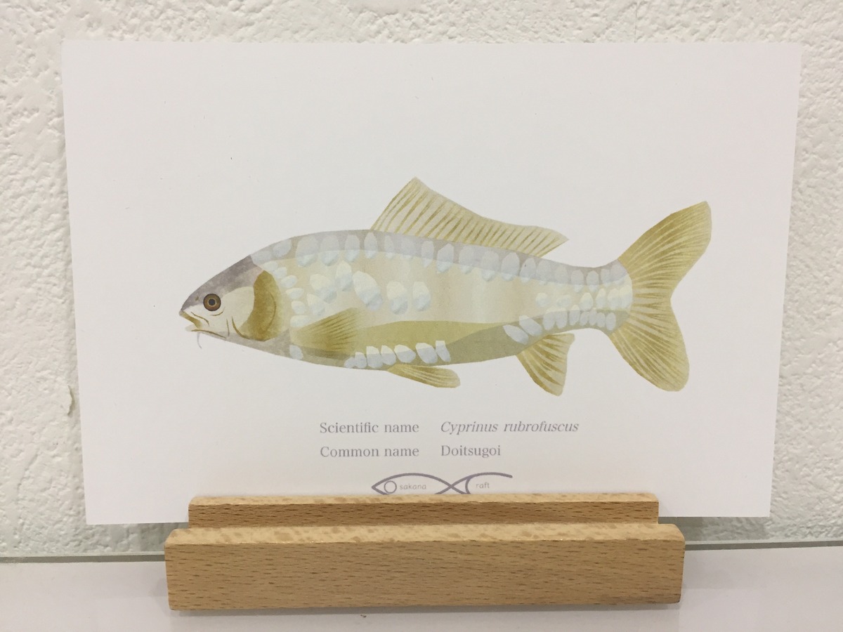 Cyprinus rubrofuscus(Doitsugoi) Drawing Postcard | Osakanacraft