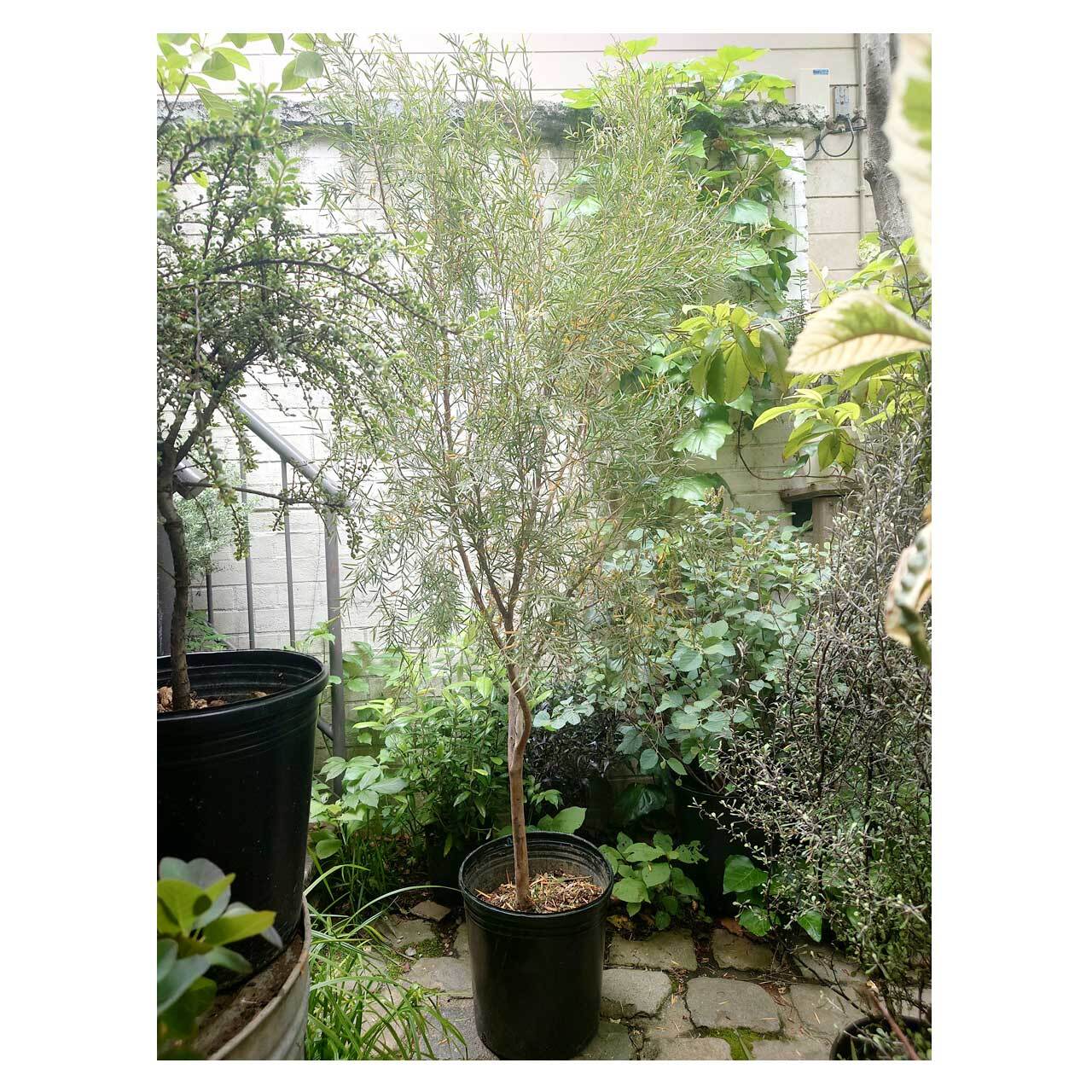 Silver tea tree | Seeding