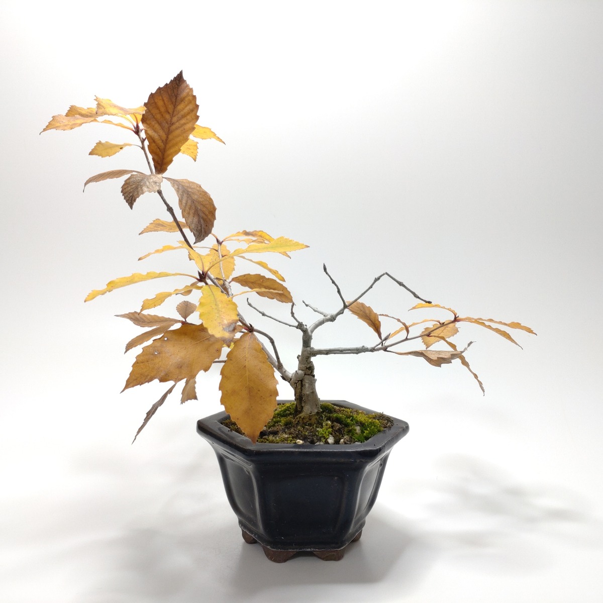 小楢（コナラ）盆栽 S005 | 盆栽創【Bonsaisou】