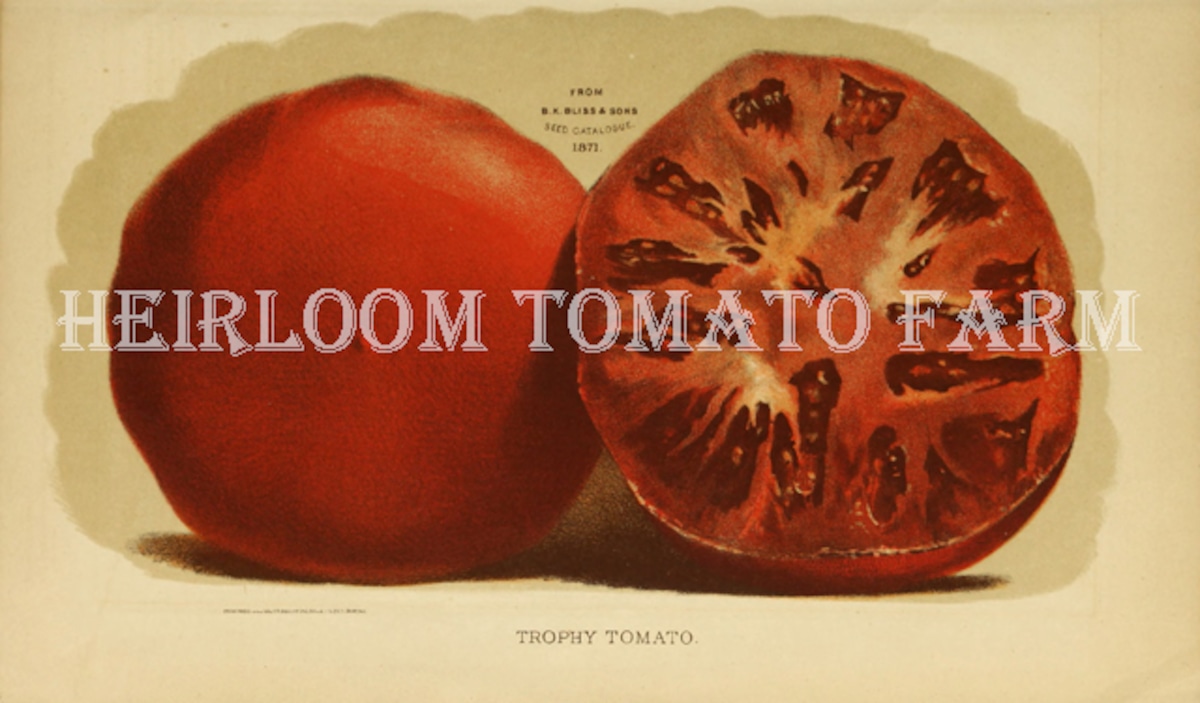 Heirloom Tomato® Trophy=Red Trophy エアルーム・トマト・トロフィー | Heirloom Tomato Farm