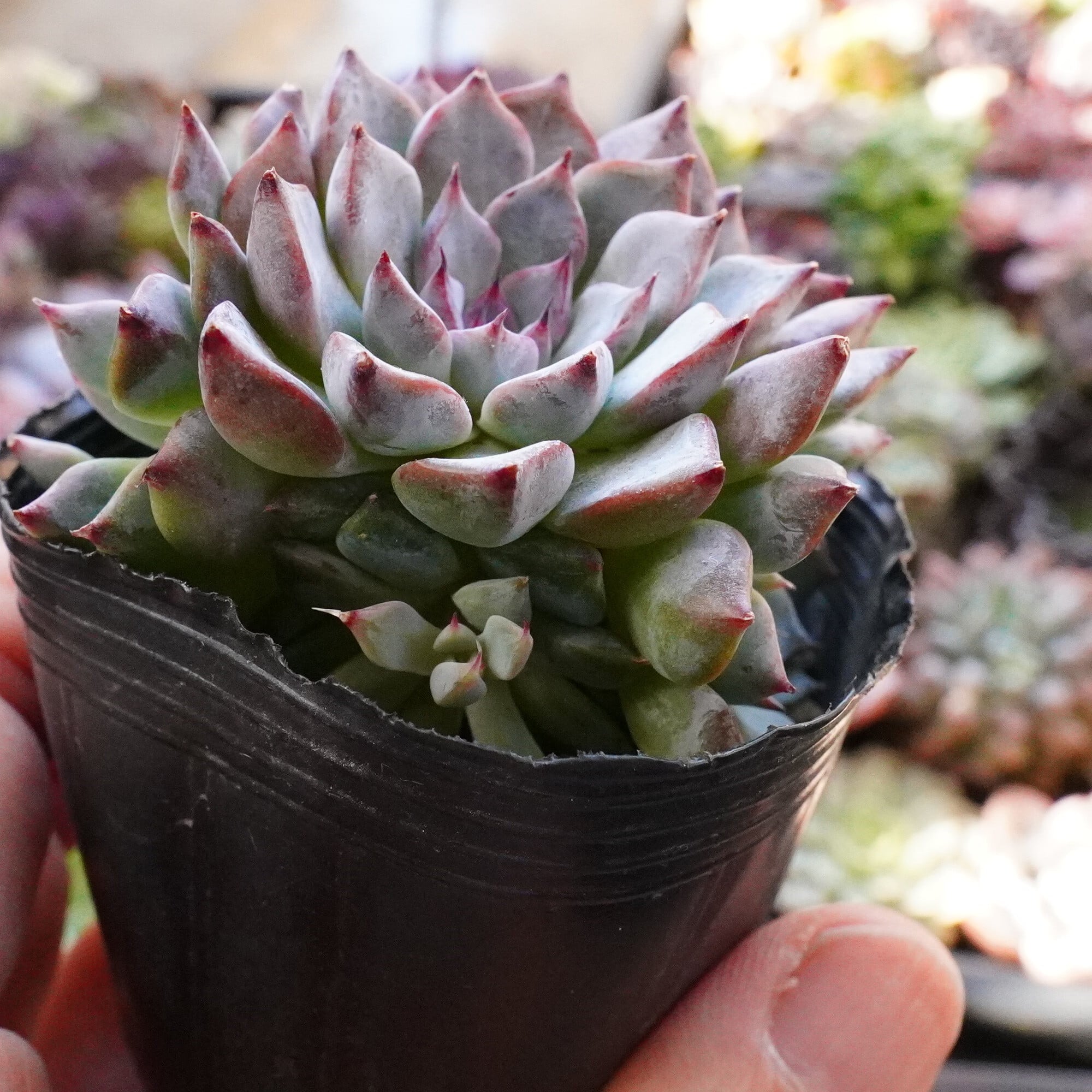 【アリスブルー 】エケベリア 群生 人気 韓国多肉 | E-TANIKU