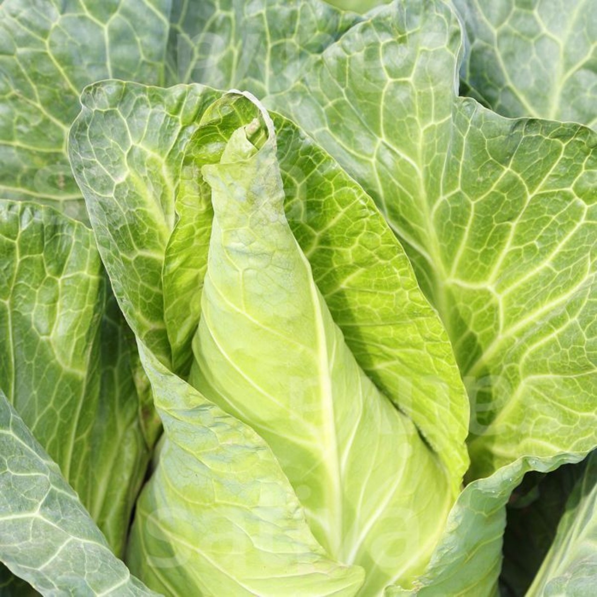 キャベツ・FILDERKRAUT(固定種)【0.5g= 170粒 - オーガニック種子】 | みらいのたね EnYuKan