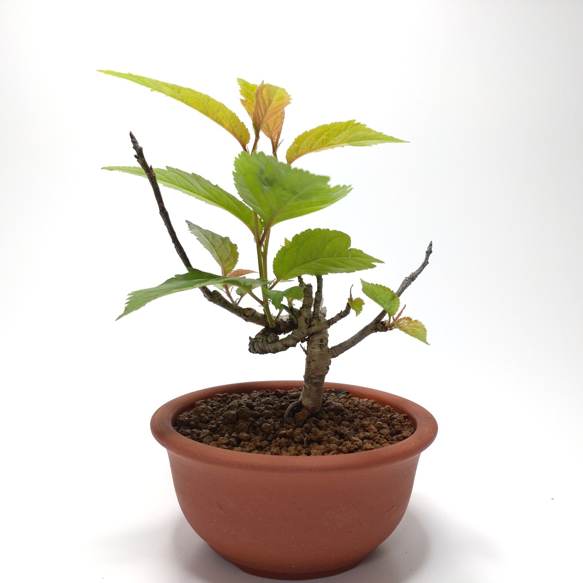 桜桃（サクランボ）盆栽 S014 | 盆栽創【Bonsaisou】