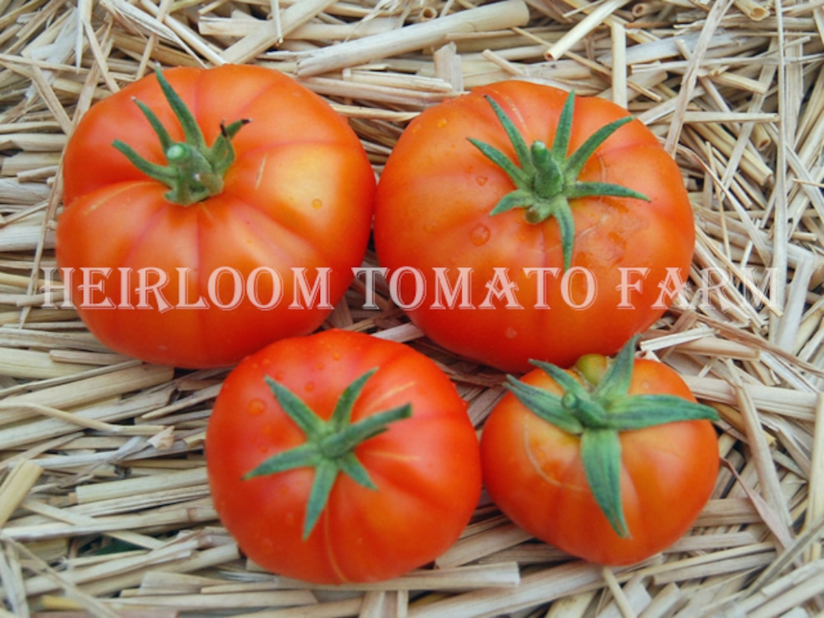 Heirloom Tomato® Raff=Raf エアルーム・トマト・ラッフ | Heirloom Tomato Farm