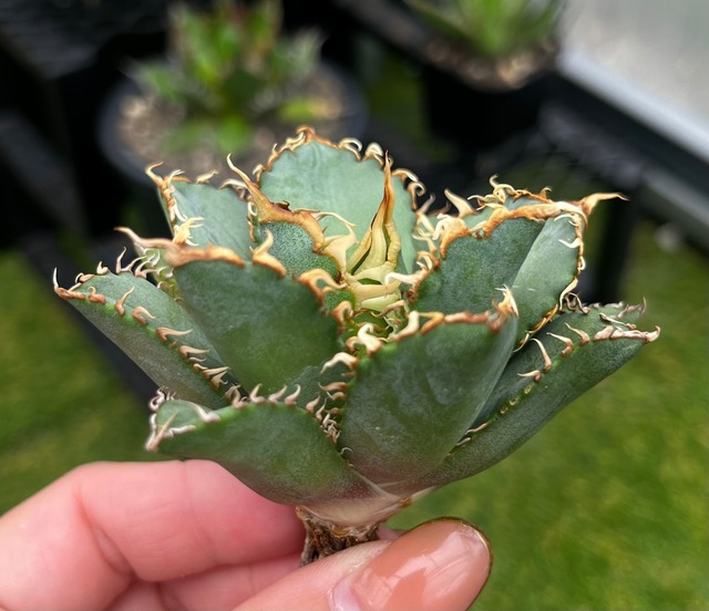 Agave titanota ‘Filigree’ 圓葉拇指フィリグリー | happy bizarre plants24