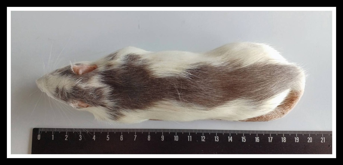 自家繁殖冷凍ラット200 | CROBER FARM