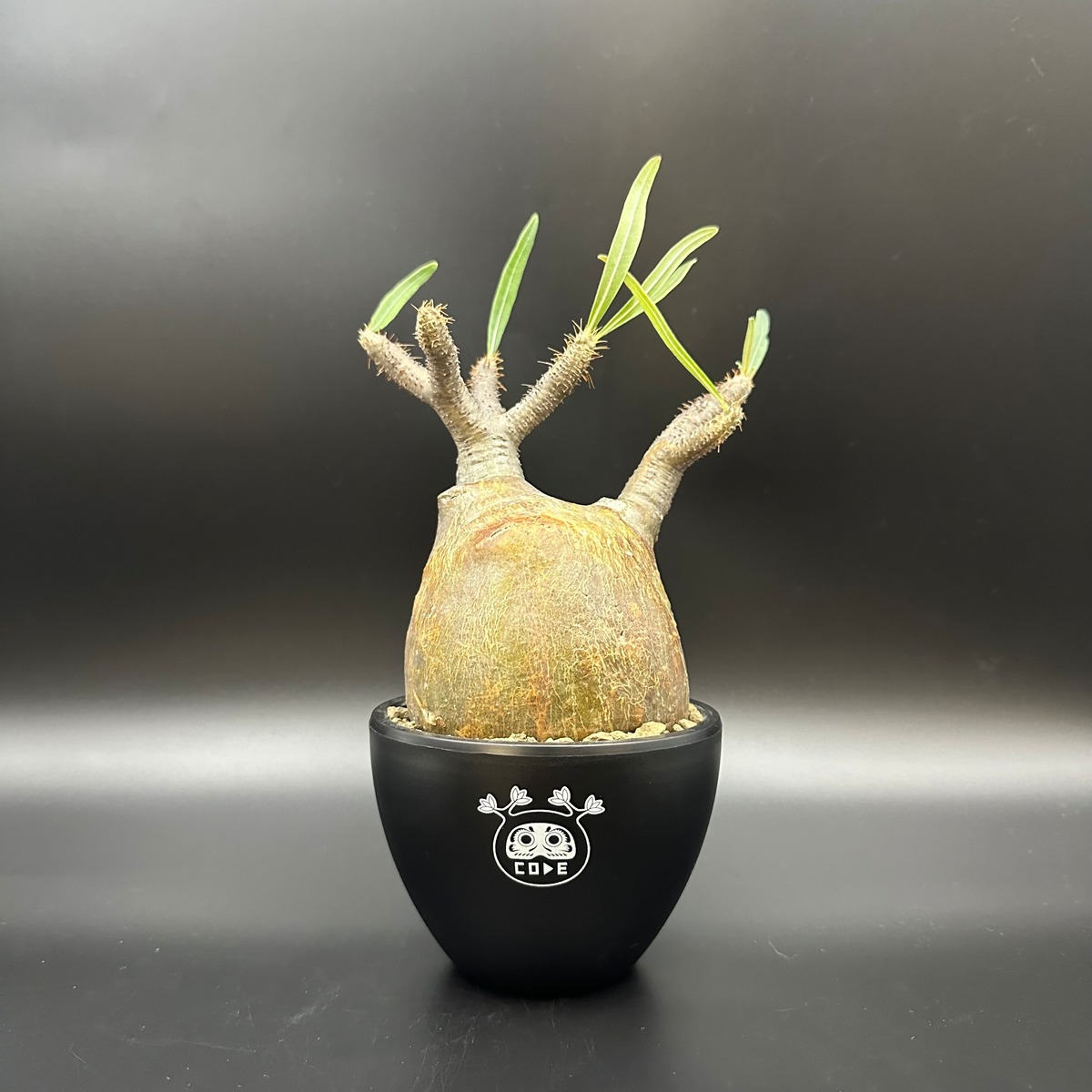 パキポディウムグラキリス 041 | CODE