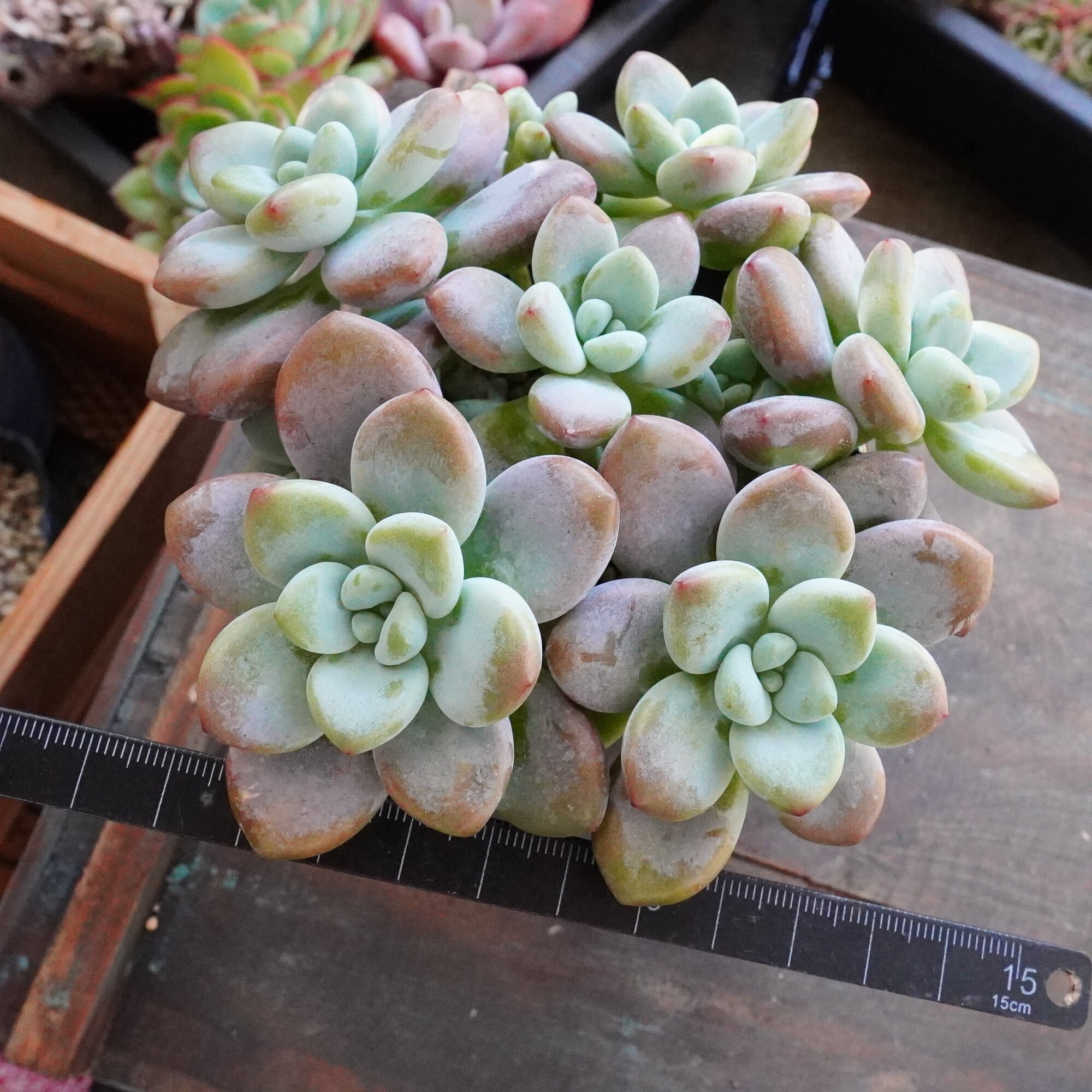 新品種【エンジェルフリージア】韓国多肉 群生 オススメ | E-TANIKU