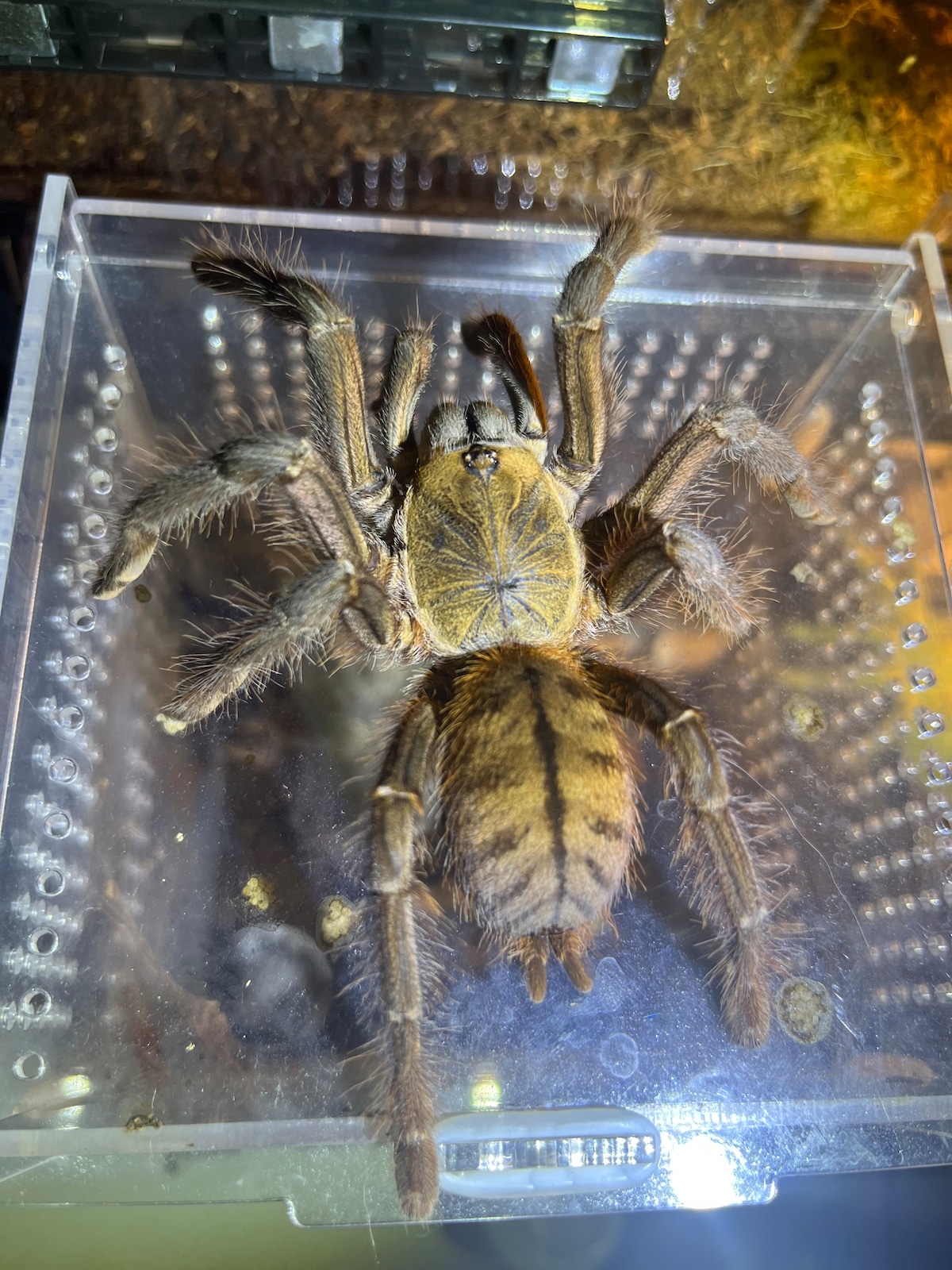 Ornithoctoninae sp. phan cay blueタランチュラ LS6cm程 ムカデセンチピードサソリカマキリマンティス ...
