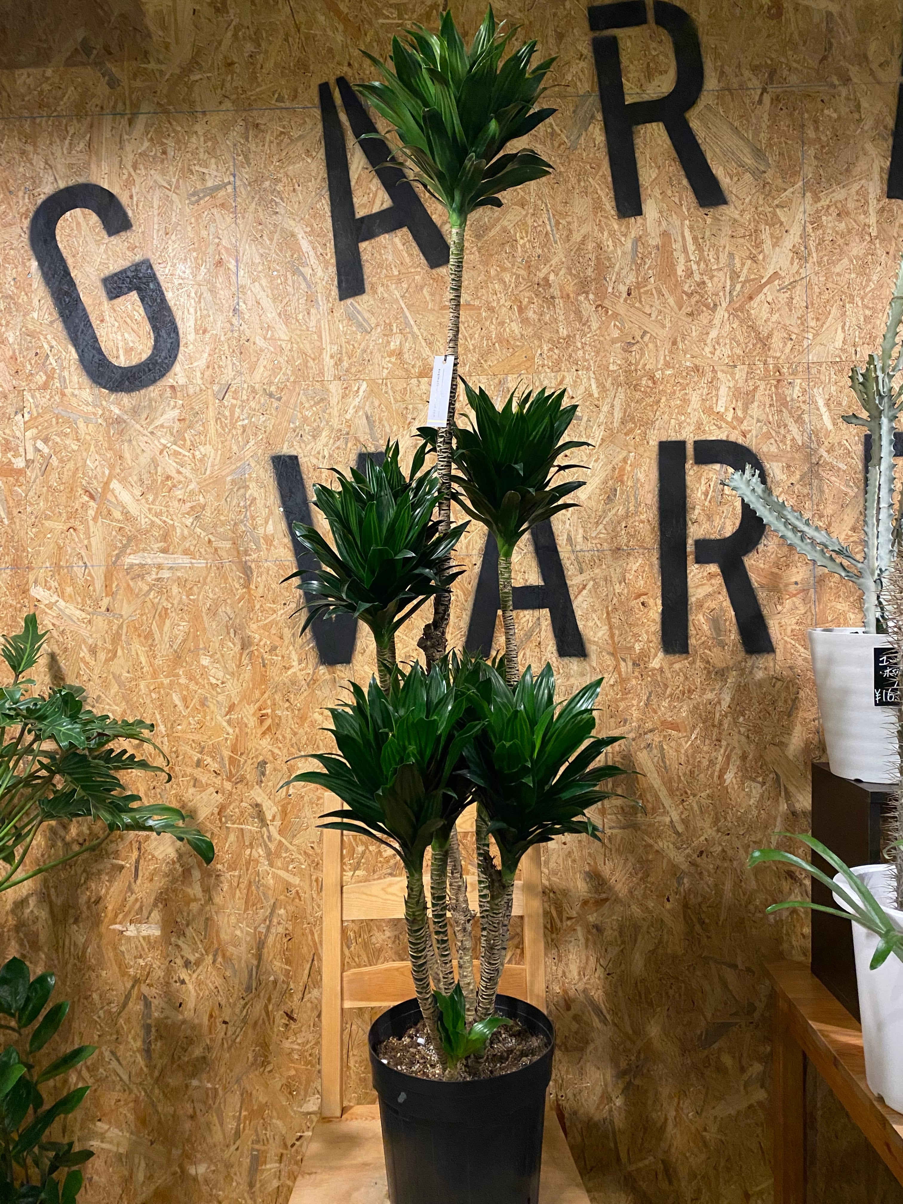 ドラセナ デレメンシス コンパクタ H120cm W45cm 口径20cm | Garden Varejo