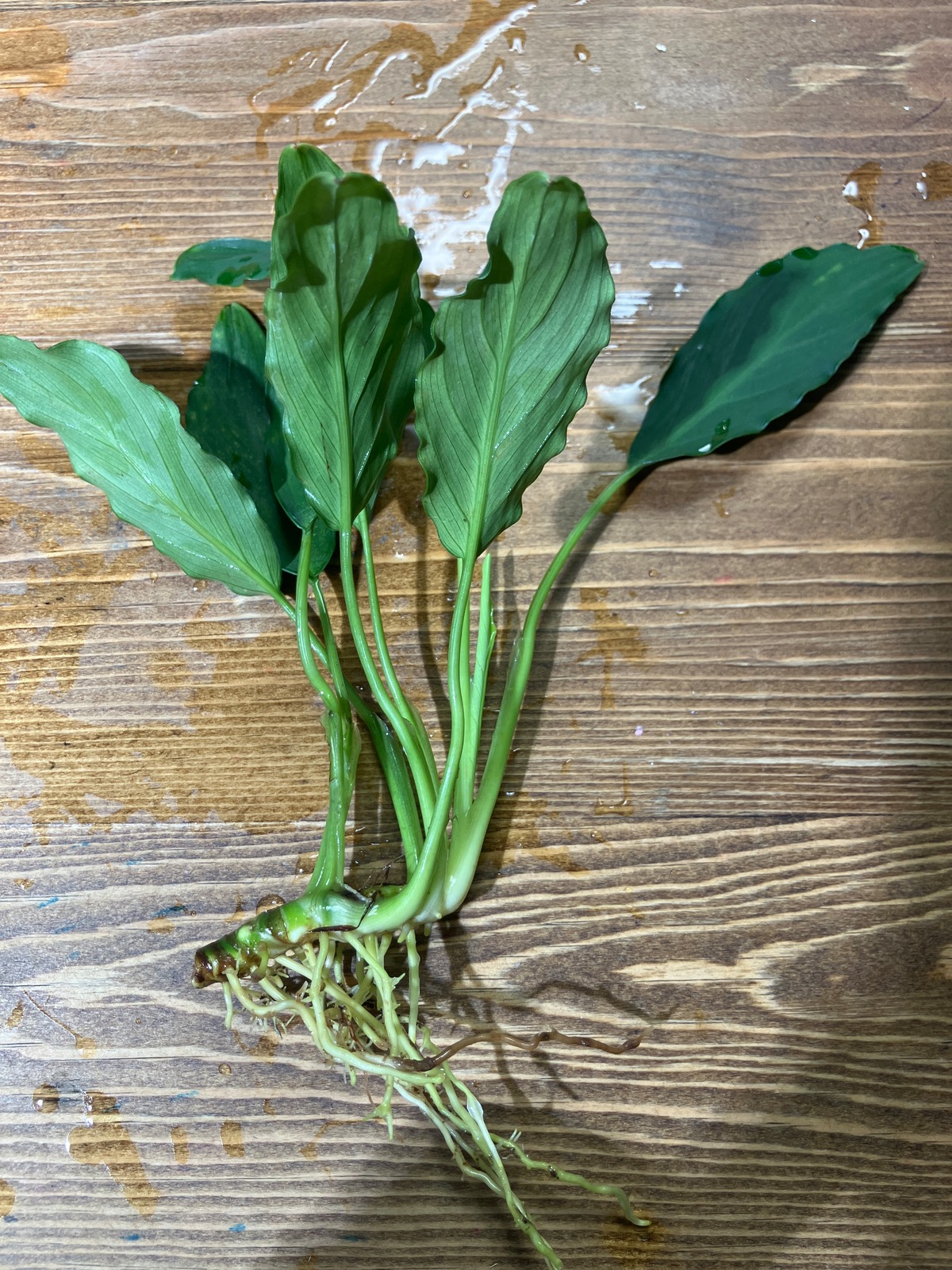 Furtadoa sp. Pagar Alam | Plants Base