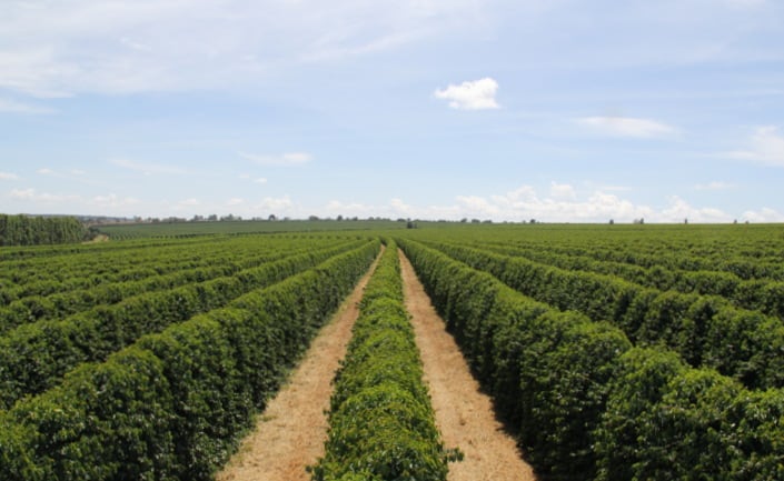 Brazil tomio fukuda bourbon 100g | BUNT COFFEE