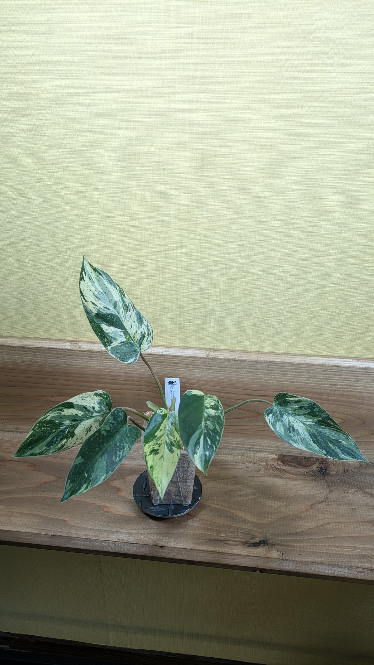 Philodendron emerald Queen | Hana.Green.Works